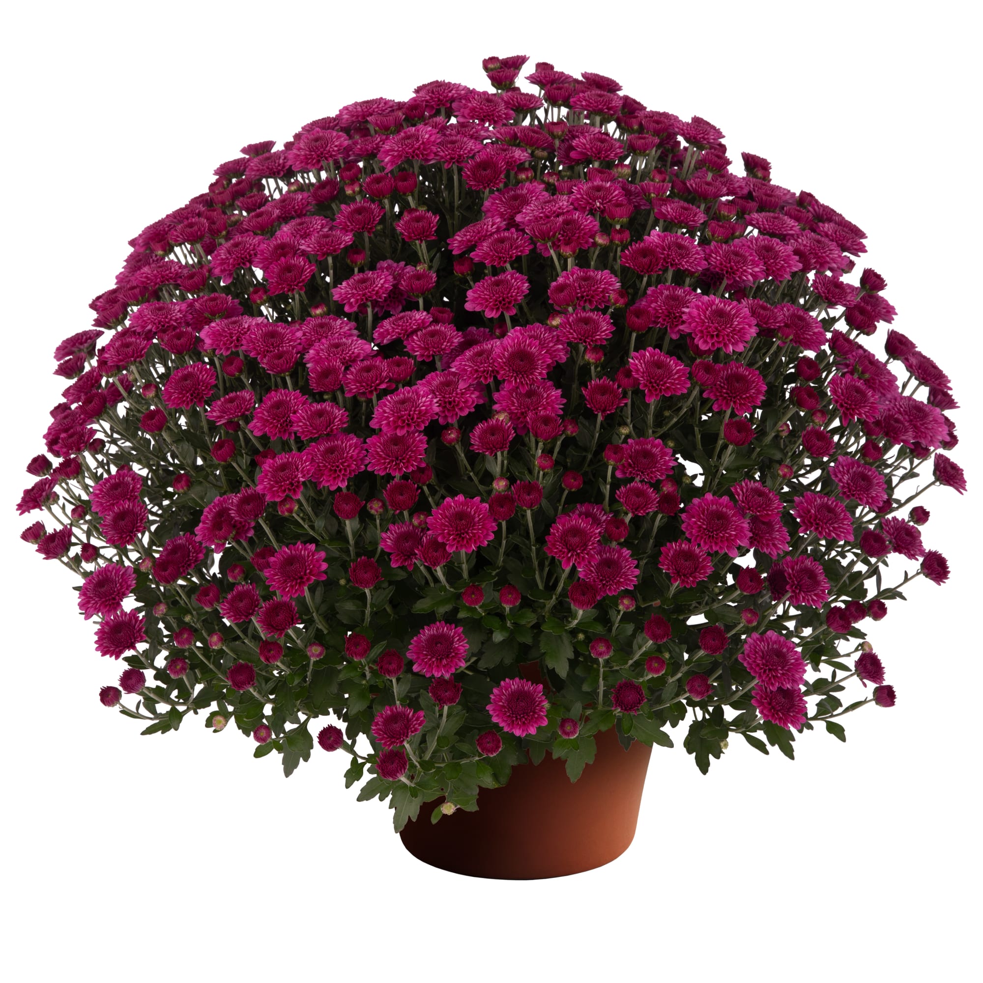 Cheryl Spicy Orange | Syngenta Flowers