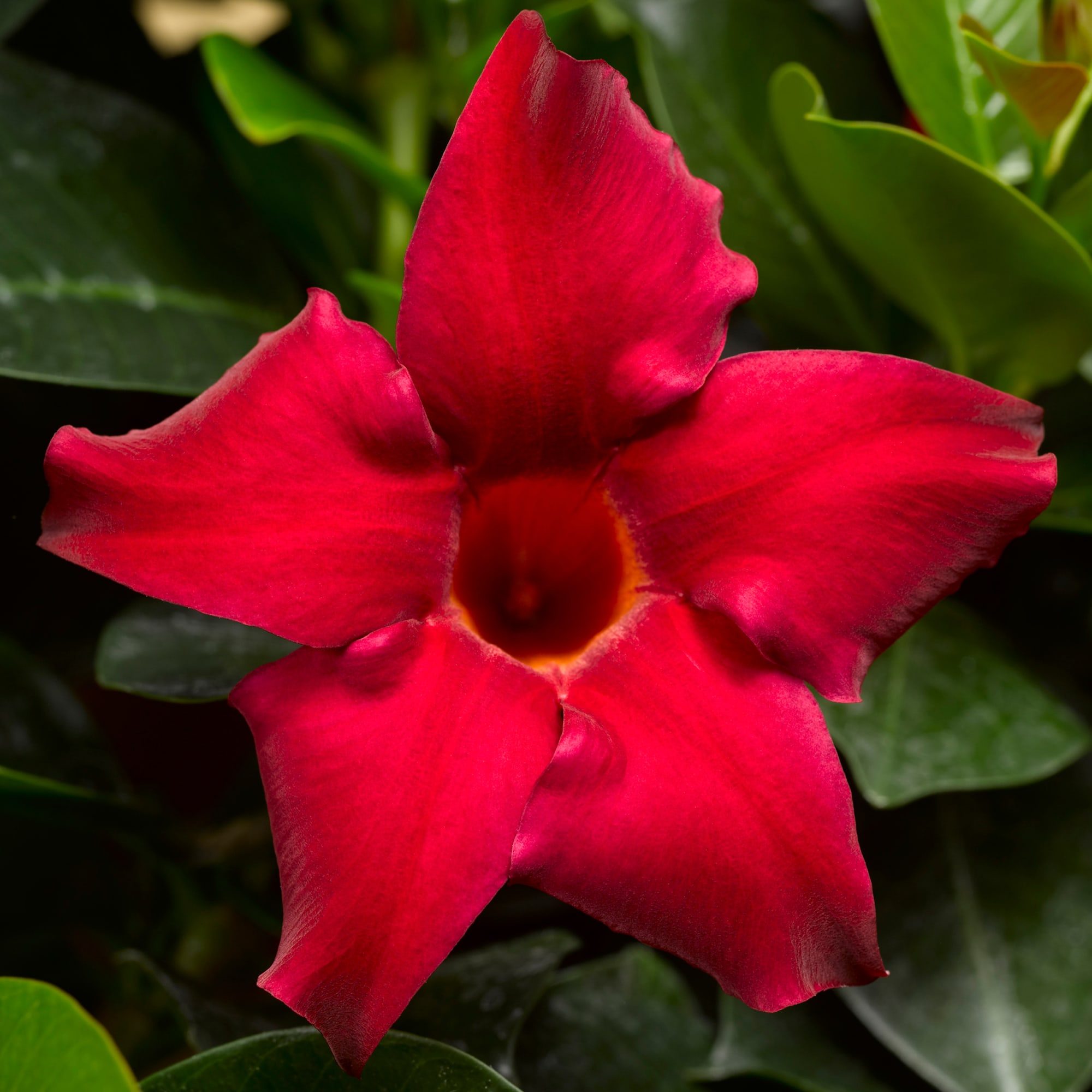 Rio Petite Pink | Syngenta Flowers