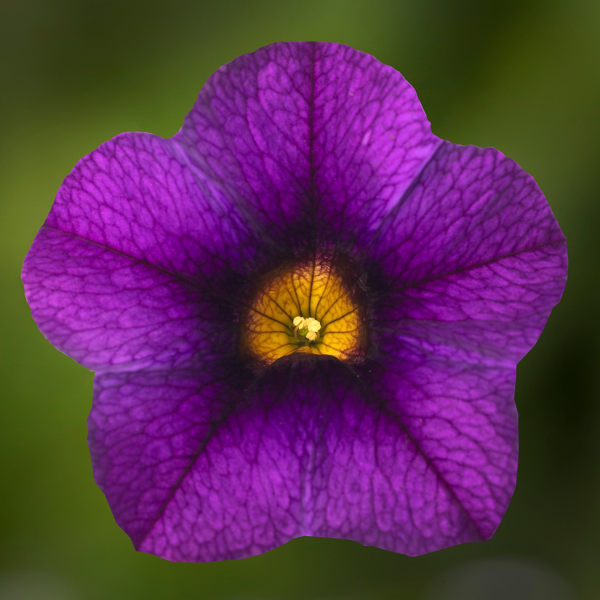 Callie Dark Blue | Syngenta Flowers