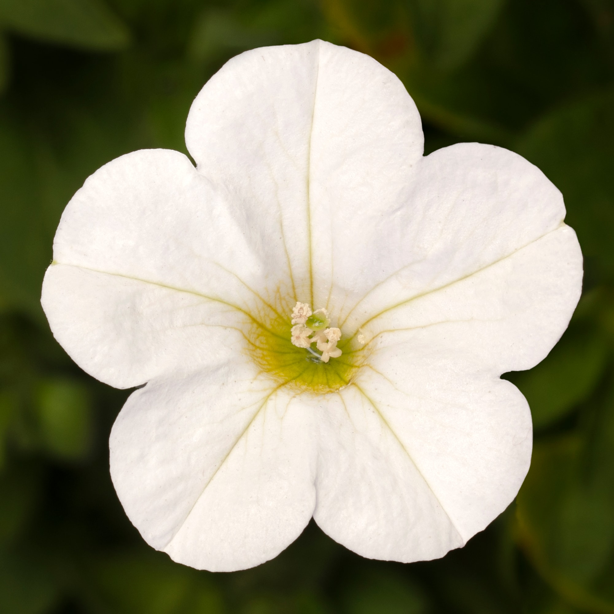 Dekko Sorbet | Syngenta Flowers