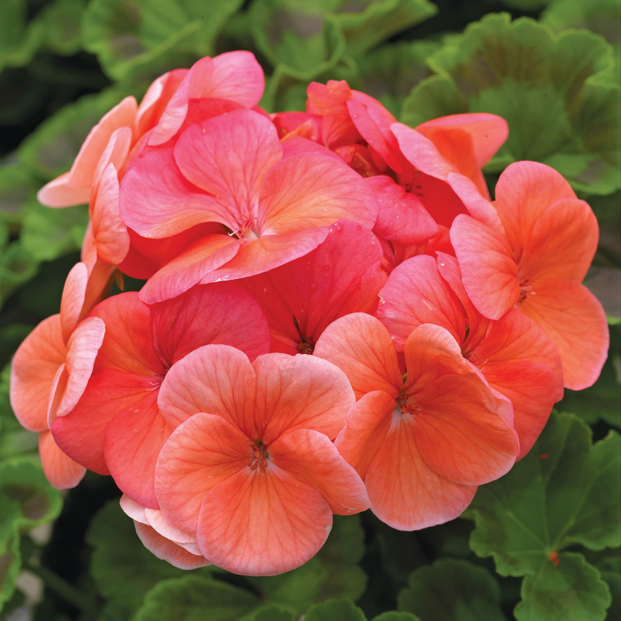 Pinto Premium Deep Salmon | Syngenta Flowers