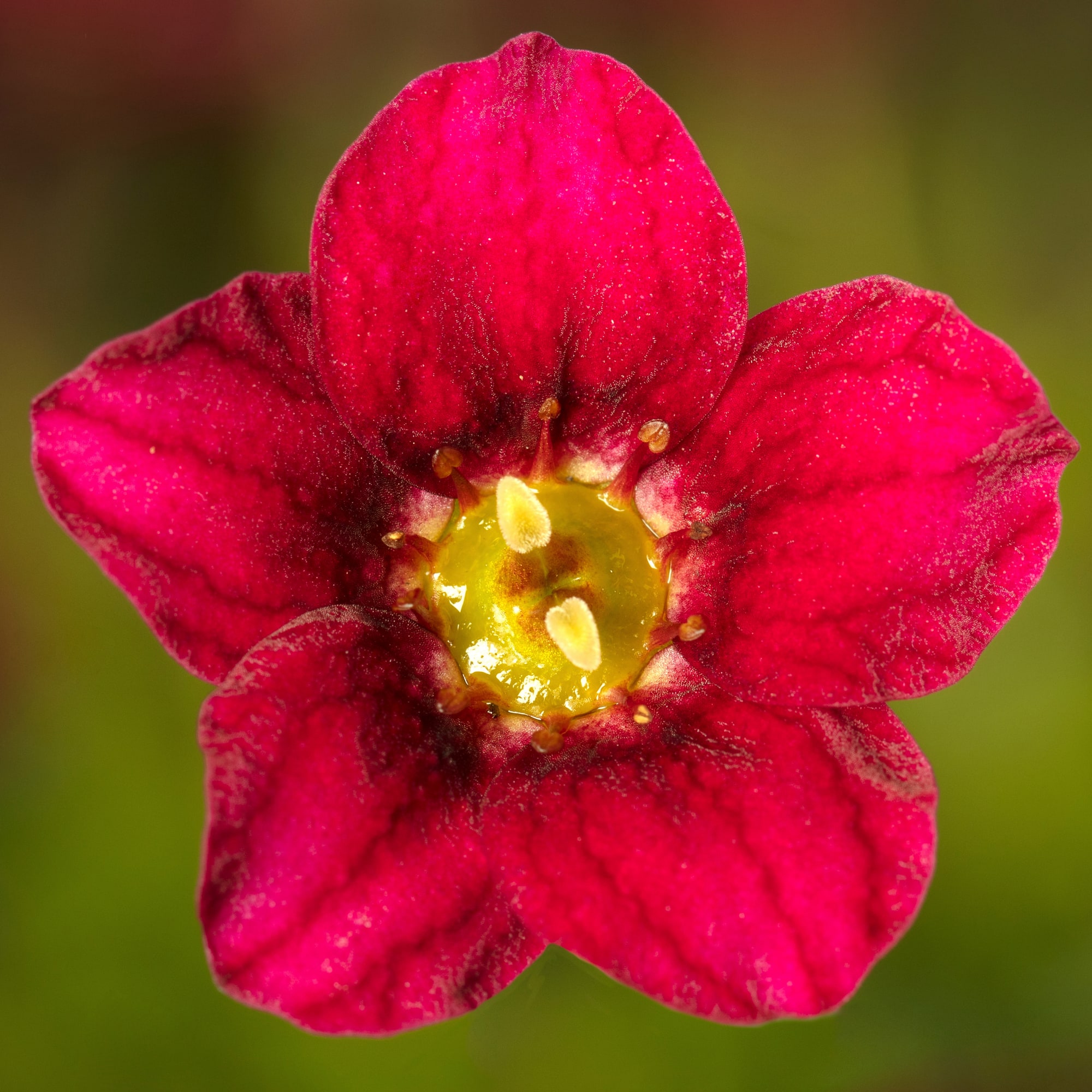 Alpino Early Deep Red | Syngenta Flowers