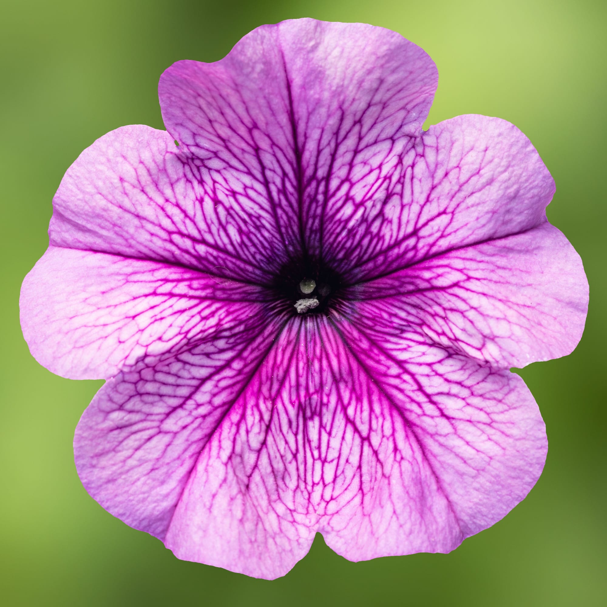 Damask Purple Veined | Syngenta Flowers