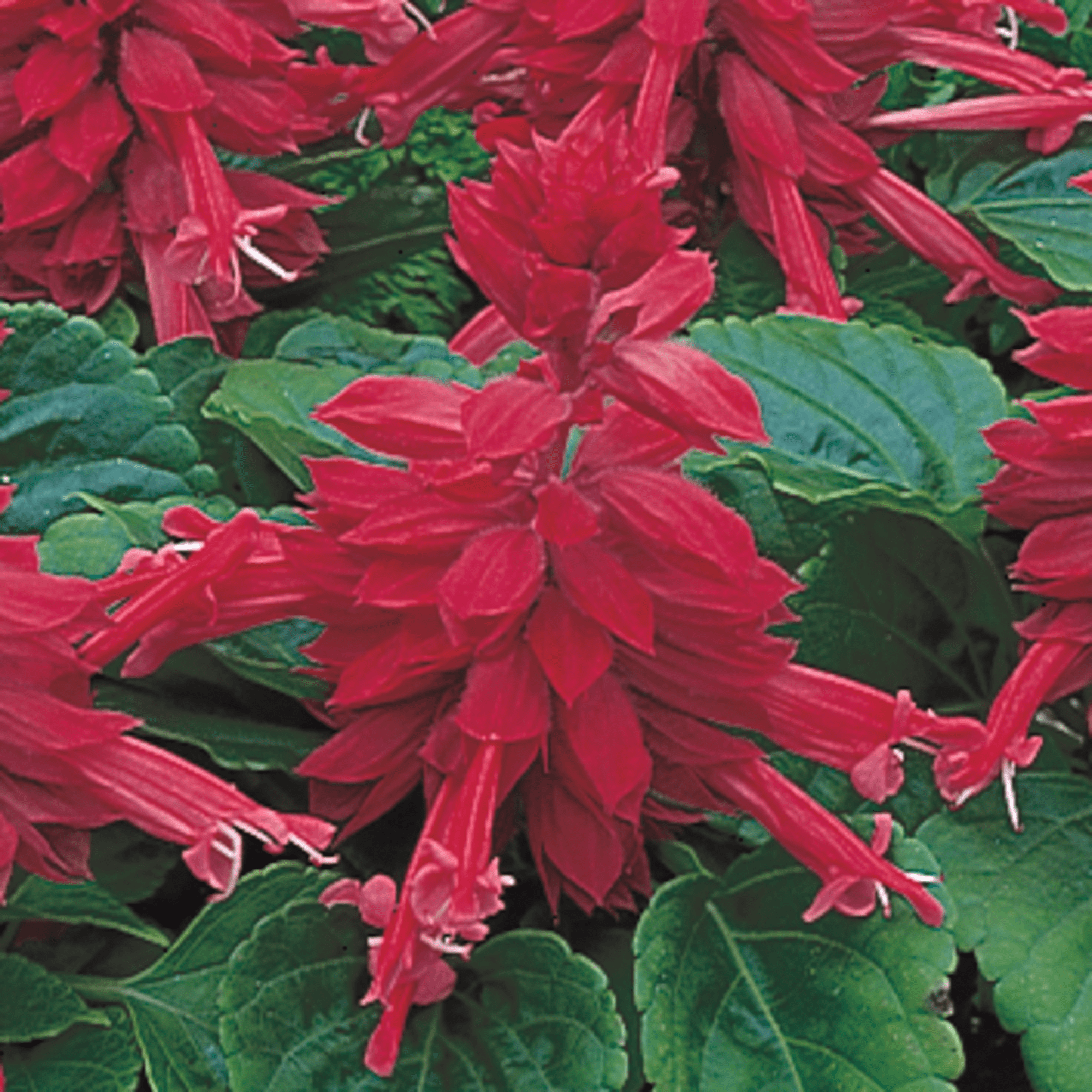 Salsa Burgundy | Syngenta Flowers