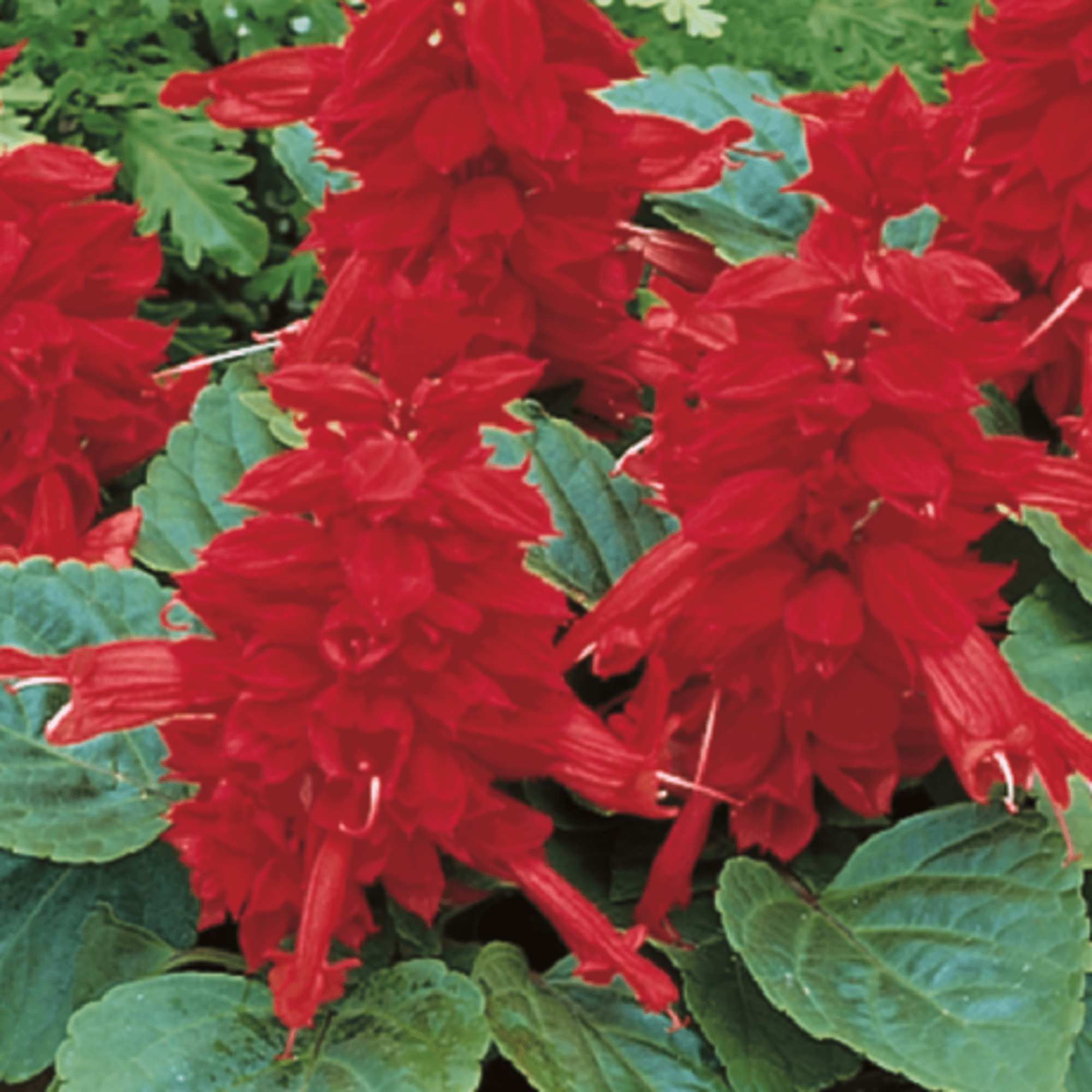 Salsa Scarlet | Syngenta Flowers