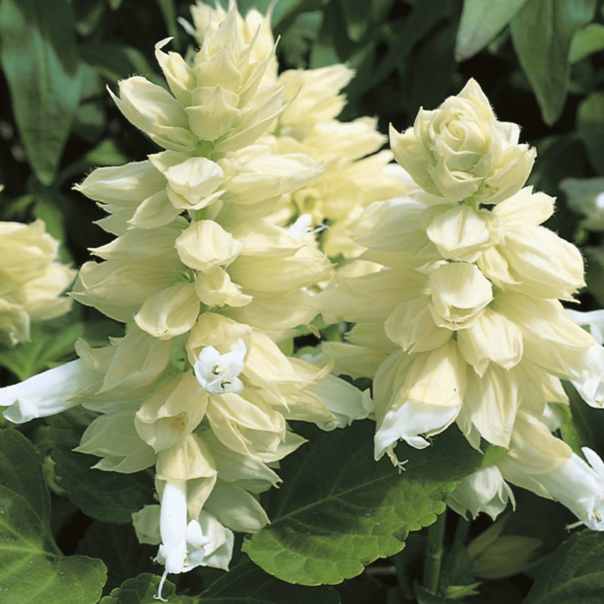 Salsa Mix | Syngenta Flowers