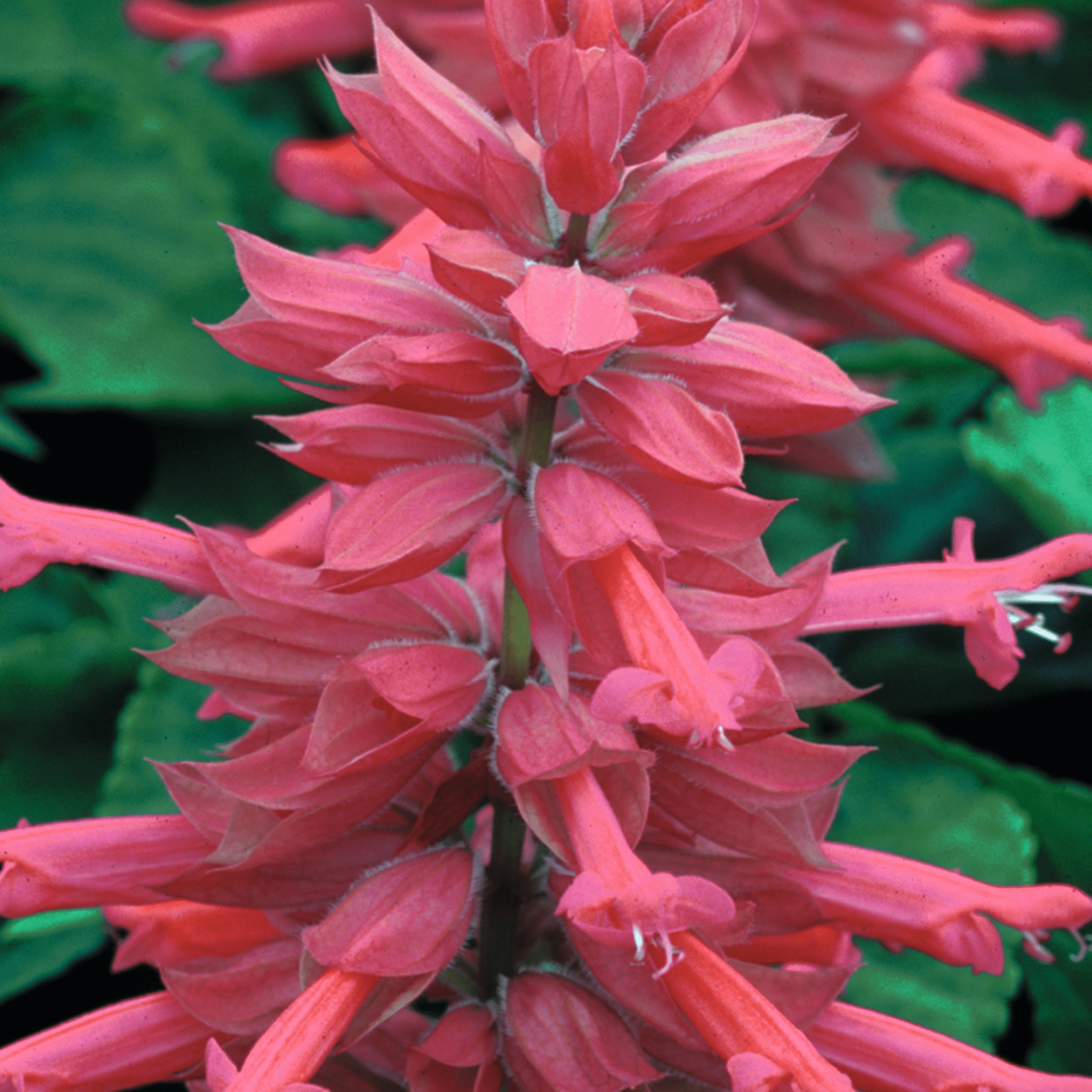 Salsa Rose | Syngenta Flowers