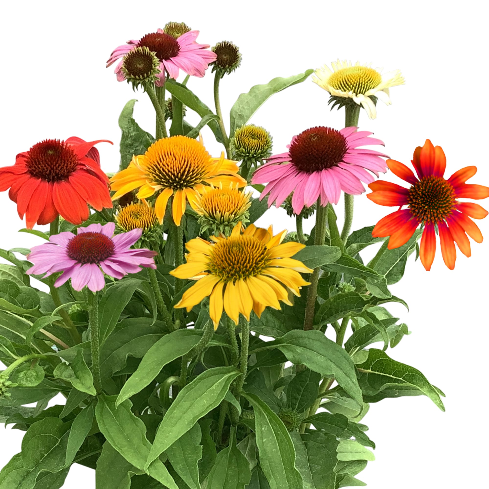 Prairie Blaze Vintage Lime | Syngenta Flowers