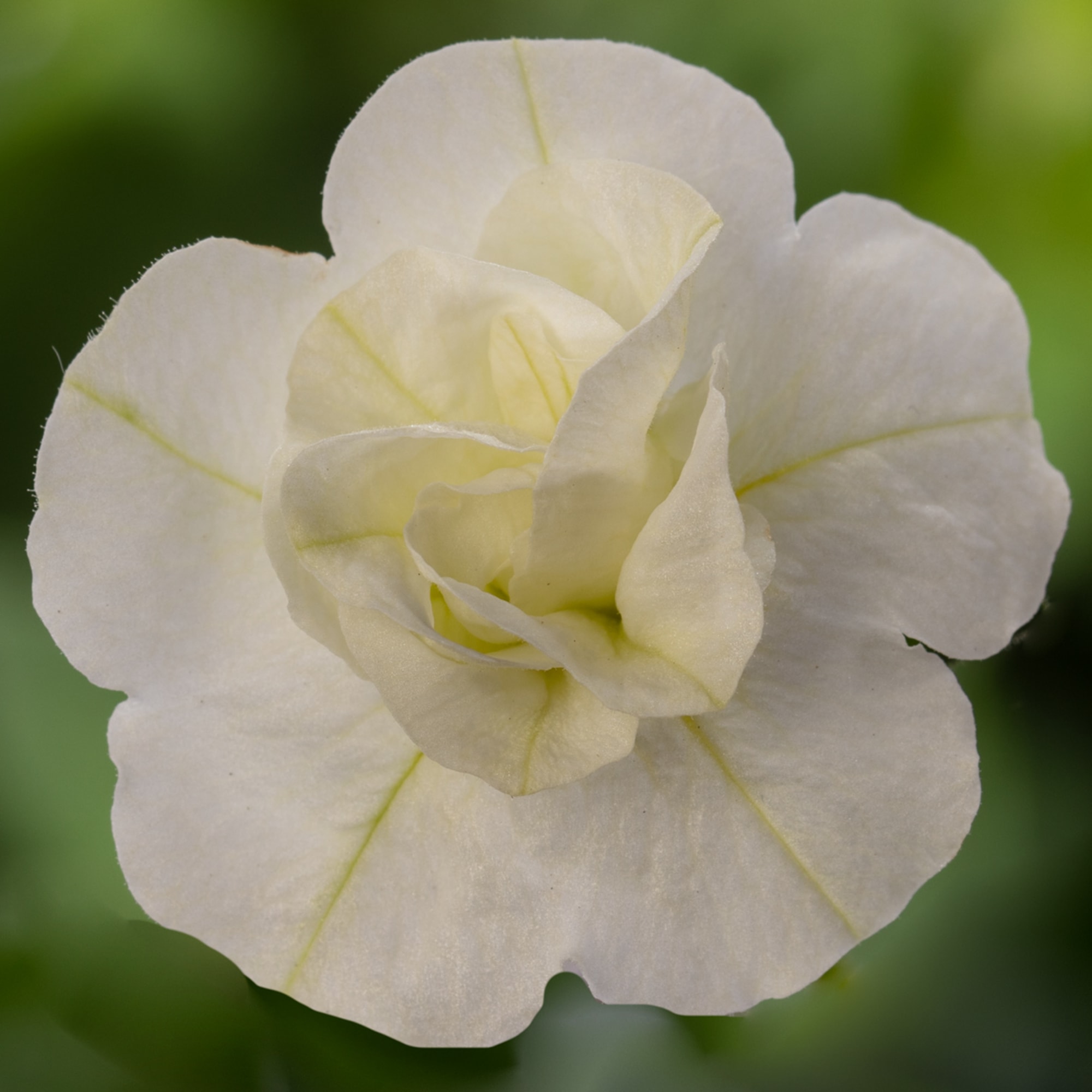 Callie Double Yellow | Syngenta Flowers