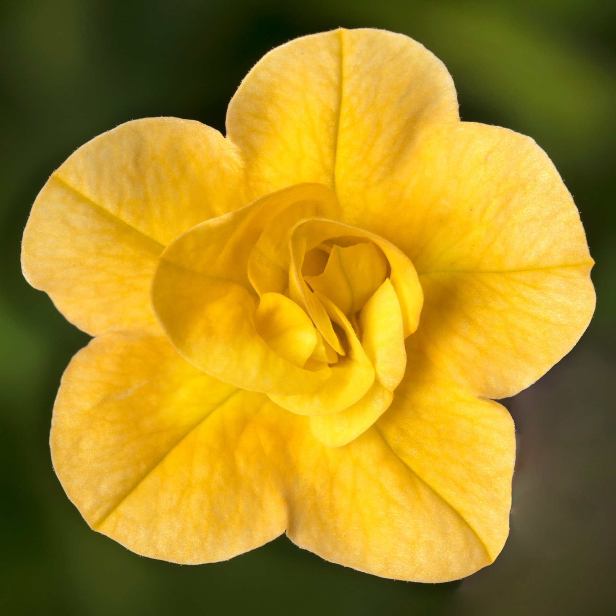 Callie Double Yellow | Syngenta Flowers