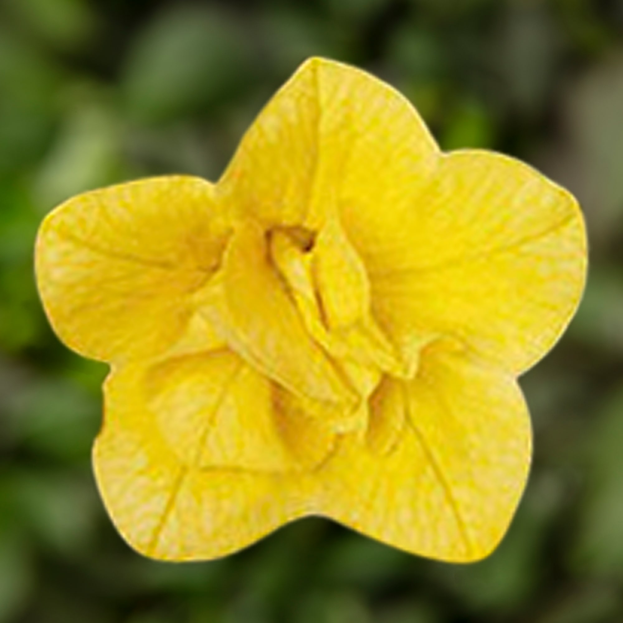 Callie Double Yellow | Syngenta Flowers