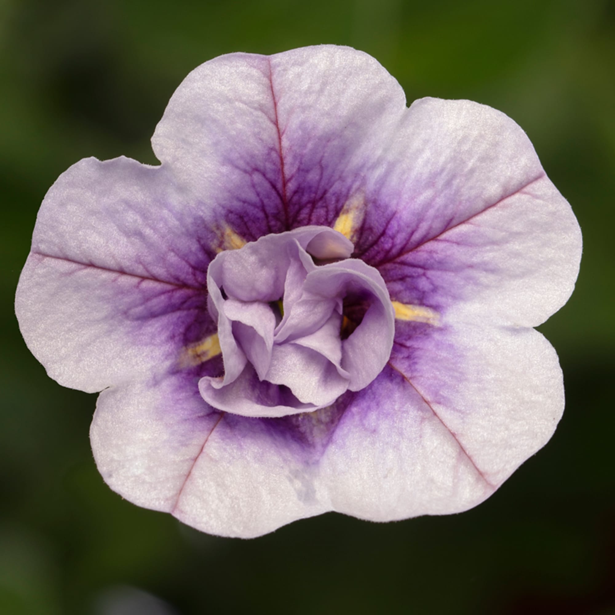 Callie Double Light Lavender | Syngenta Flowers