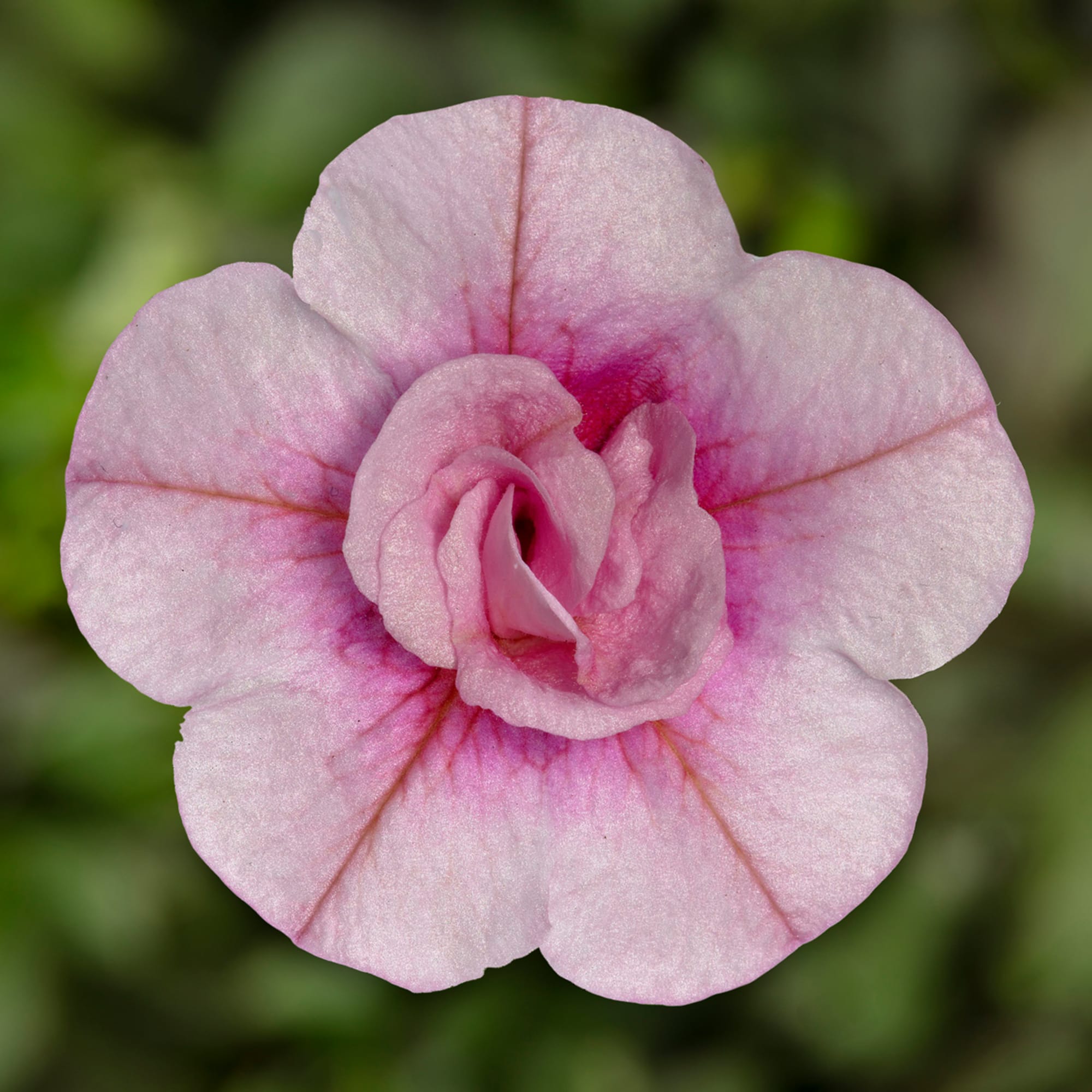Callie Double Rose Dark Eye | Syngenta Flowers