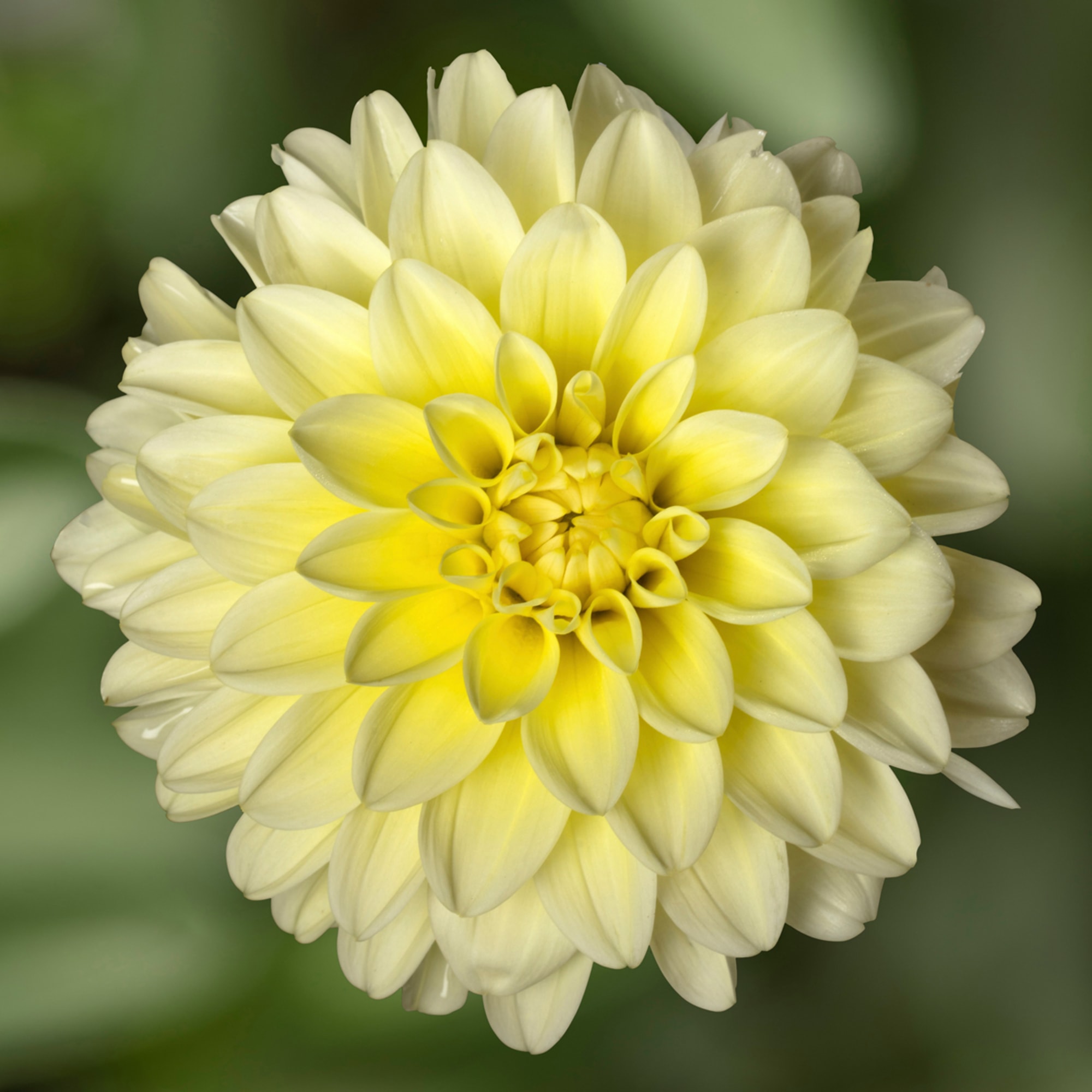 Aperto Lemon | Syngenta Flowers