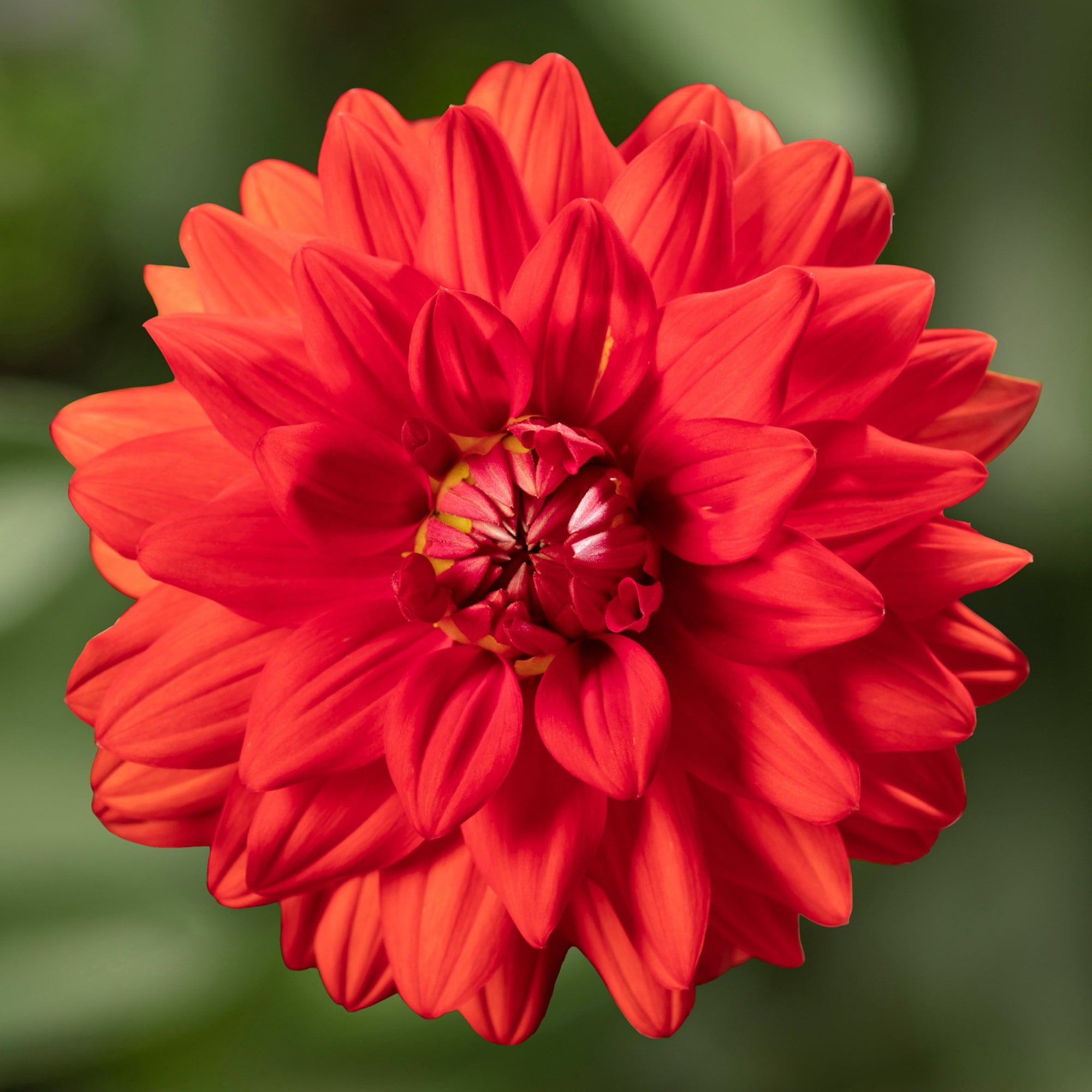 Aperto Deep Orange | Syngenta Flowers