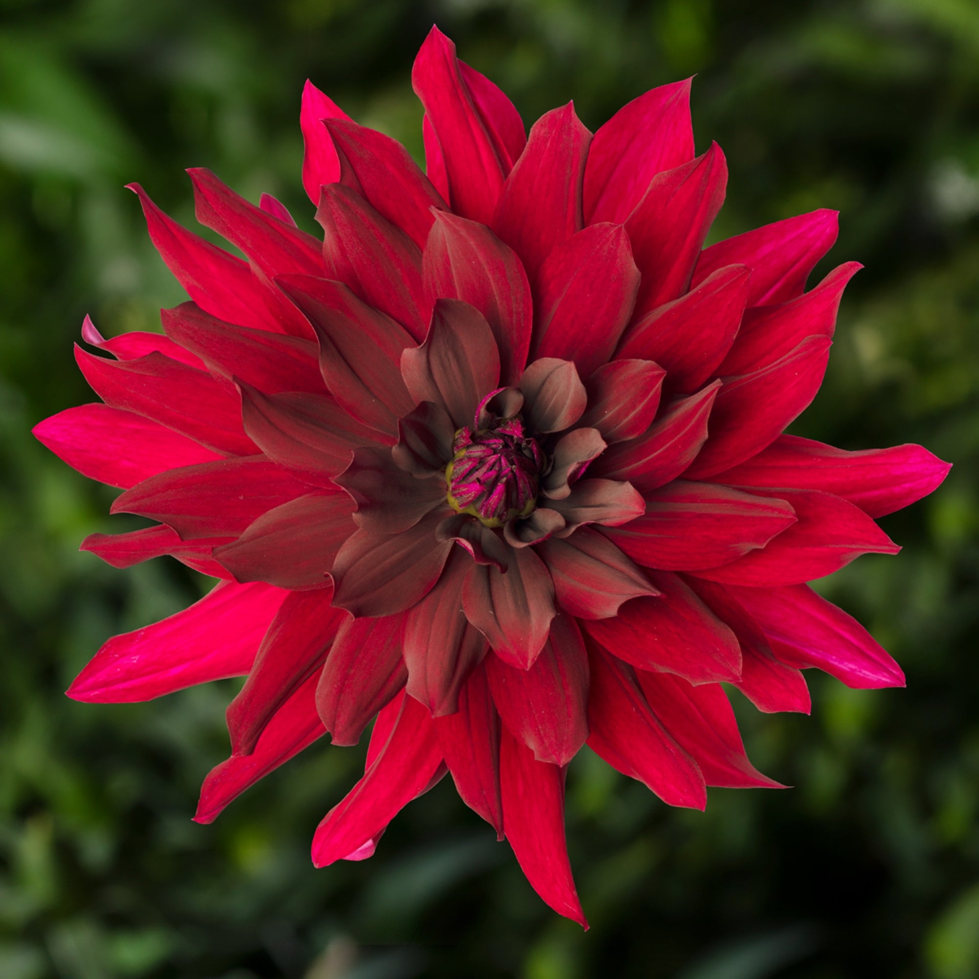 Collection Cabernet | Syngenta Flowers