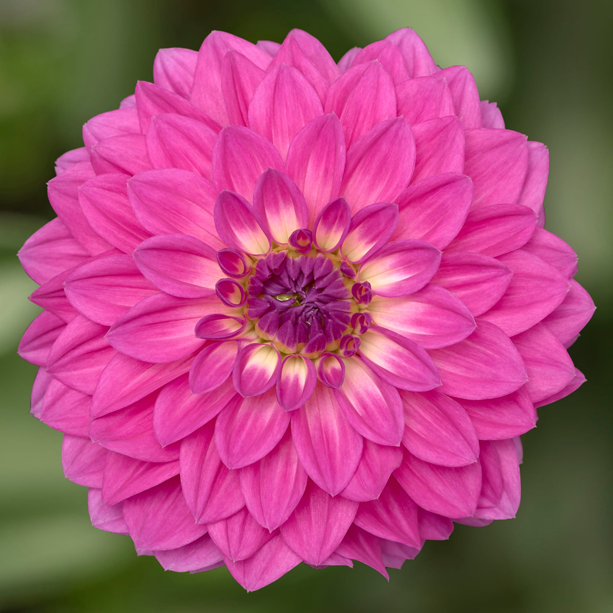 Grandalia Rose | Syngenta Flowers