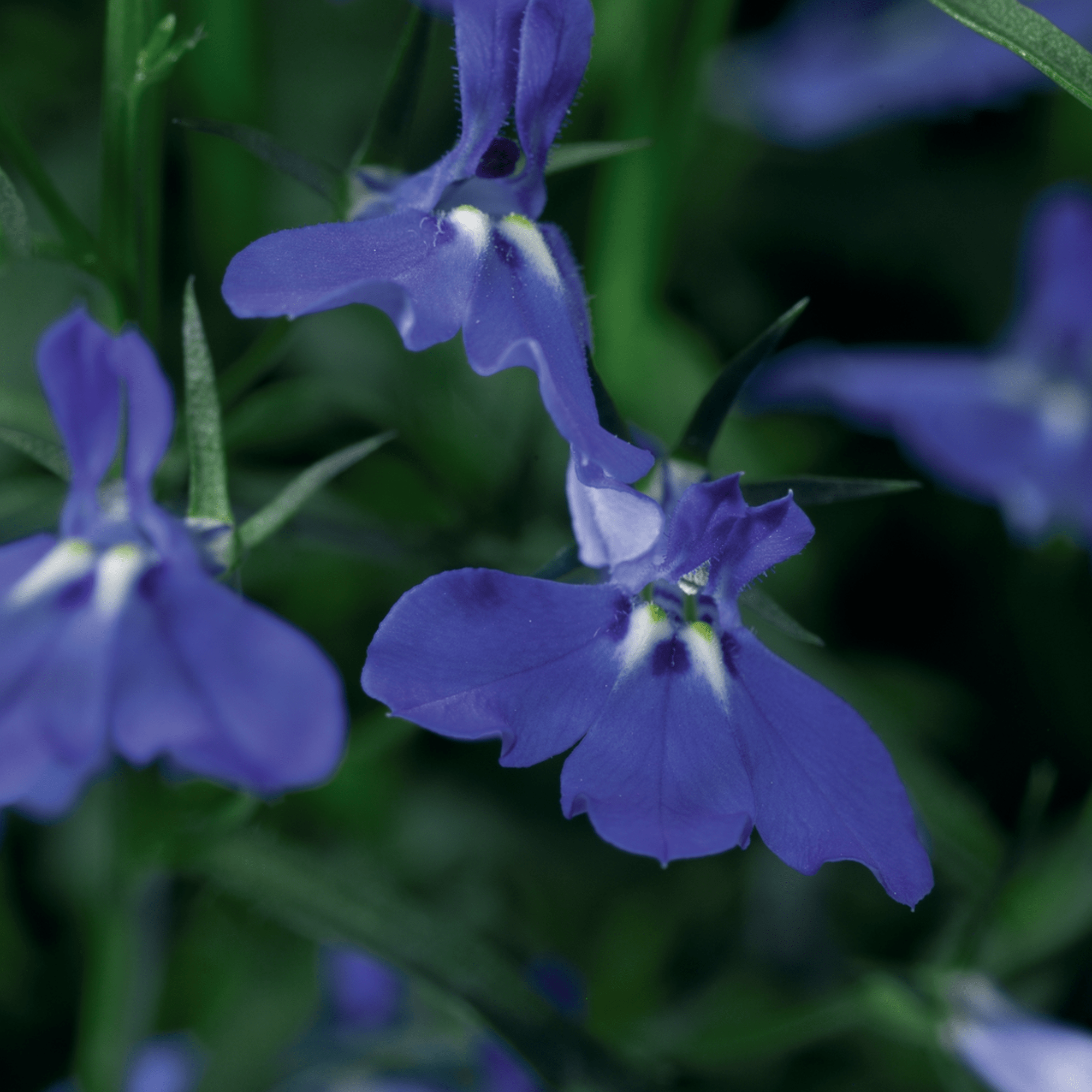 Laguna Trailing Dark Blue | Syngenta Flowers