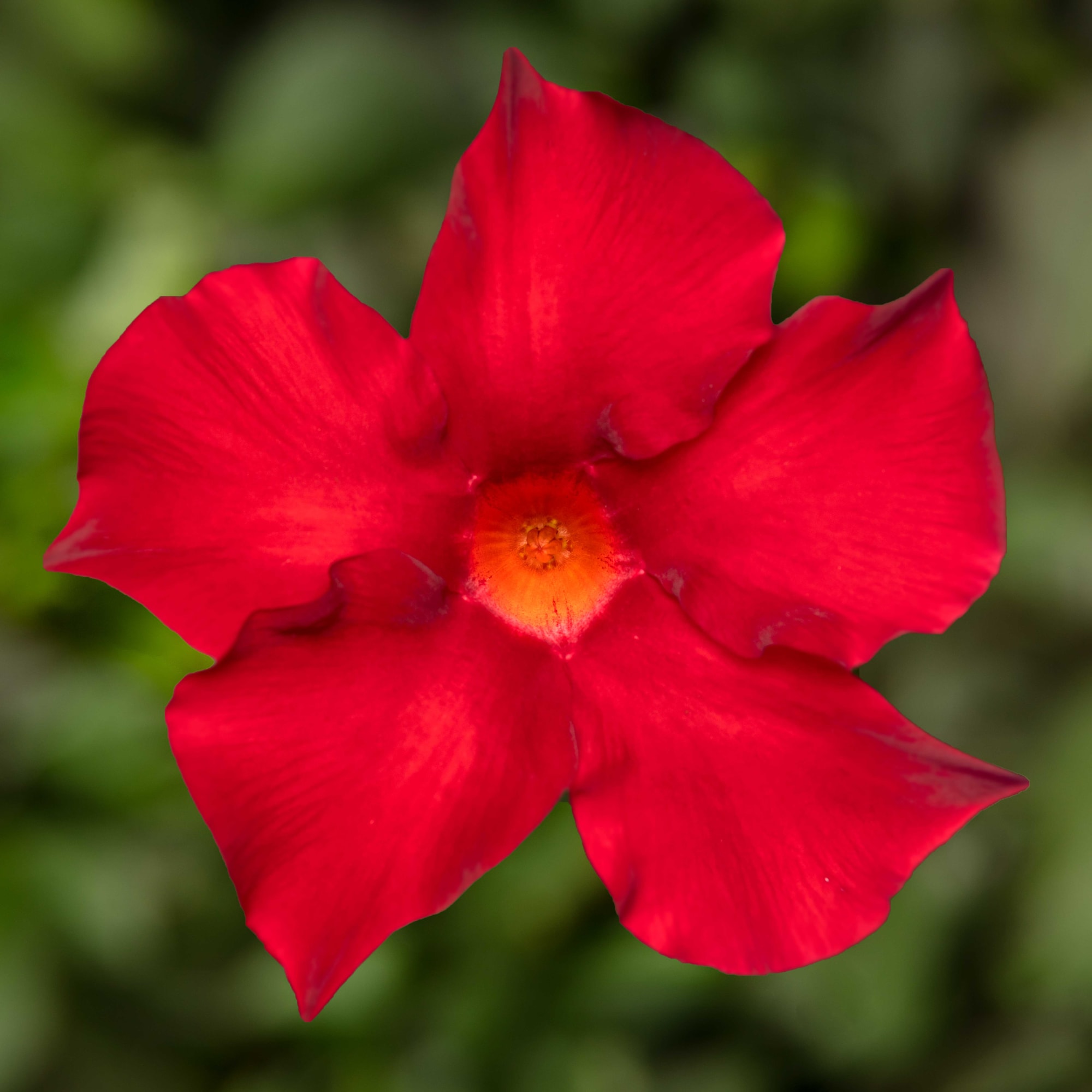Rio Deep Red Imp. | Syngenta Flowers