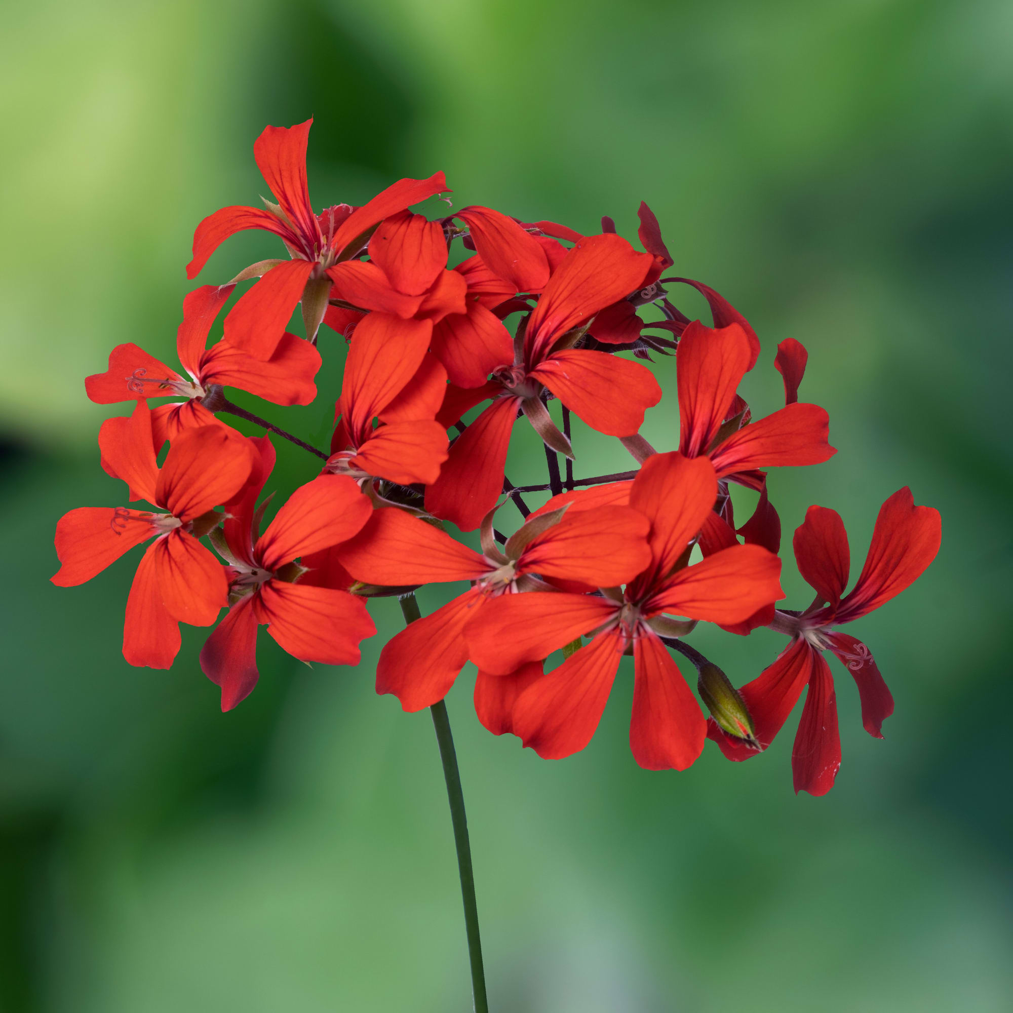 Cascade Dark Red | Syngenta Flowers