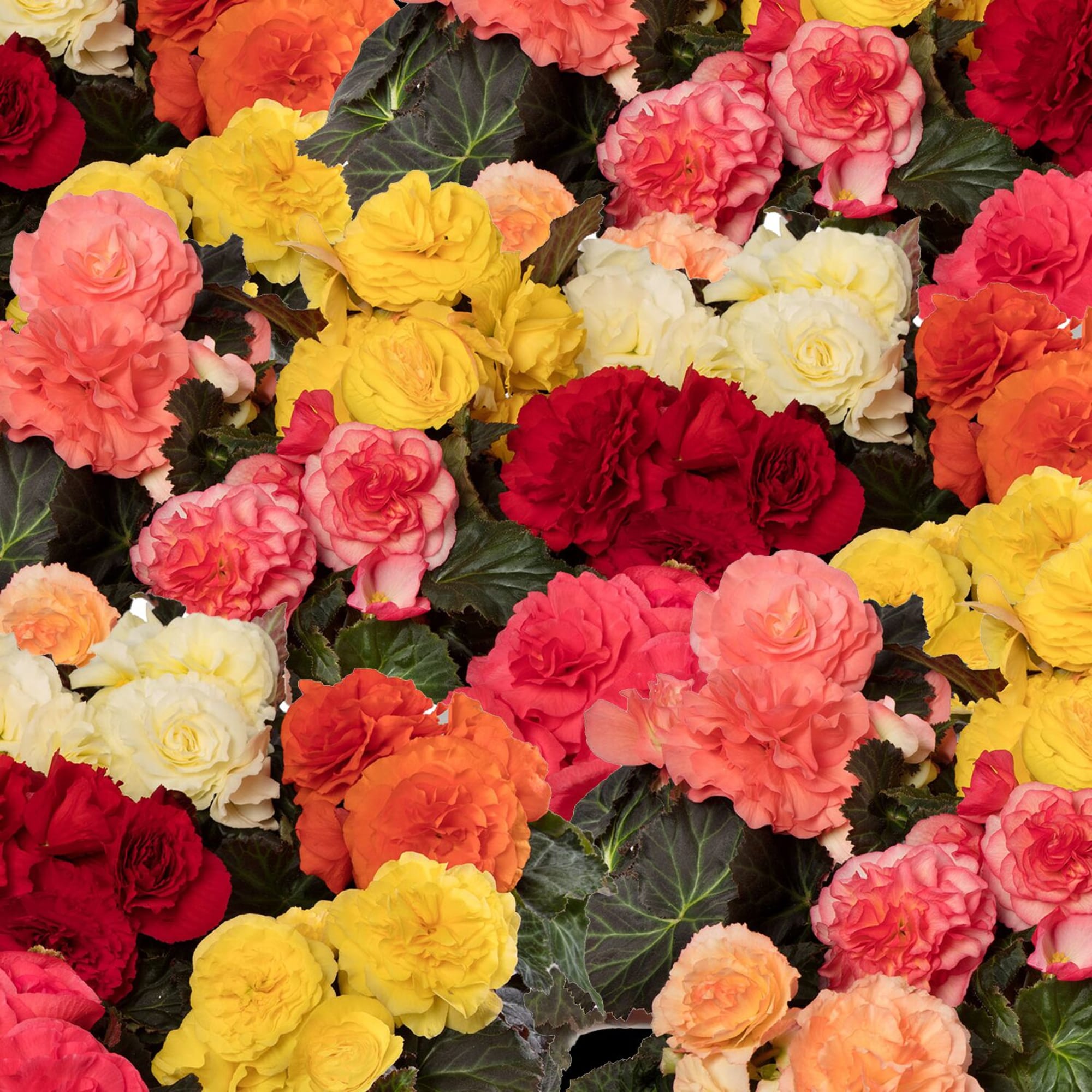Limitless Formula Mix | Syngenta Flowers