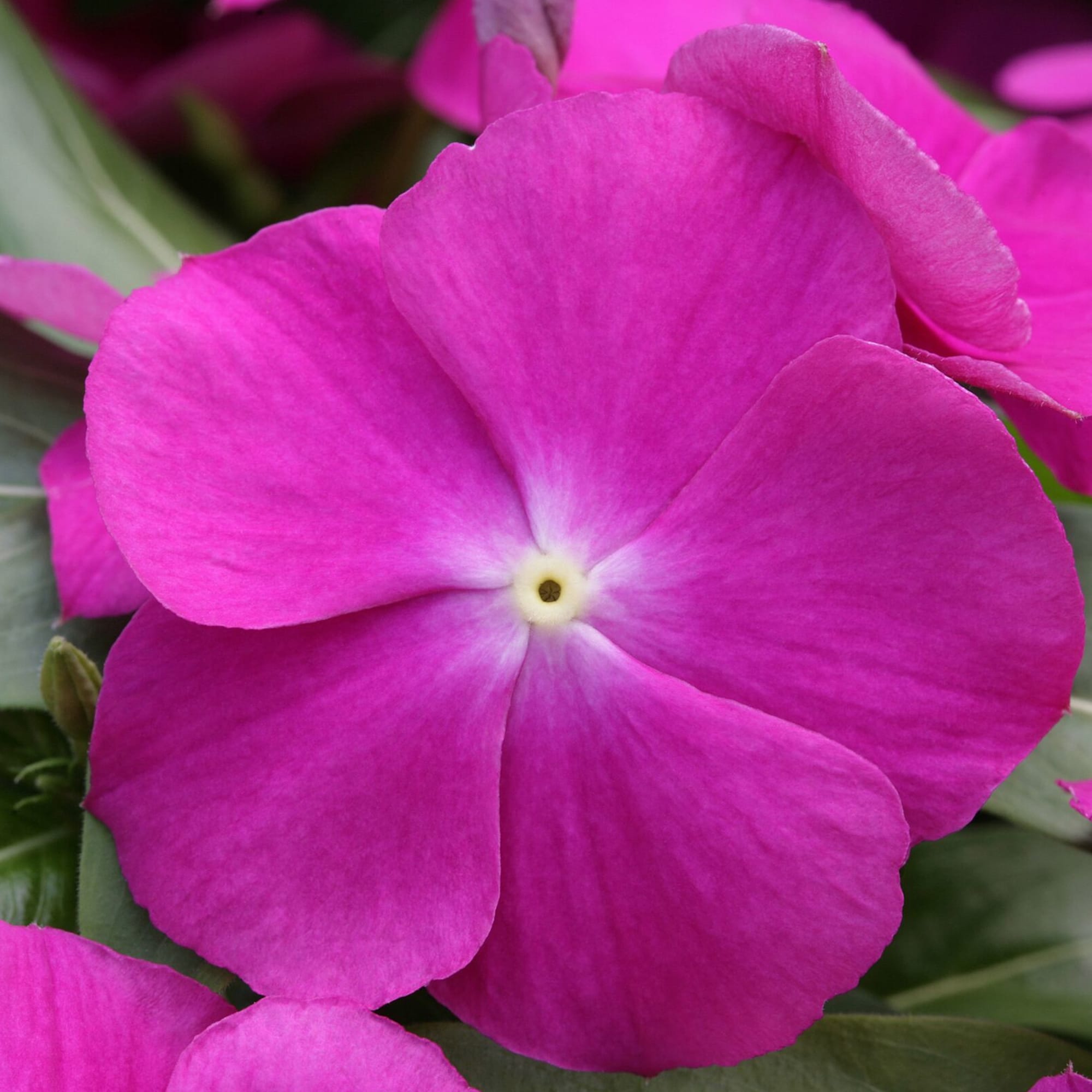 Cobra Purple Eye | Syngenta Flowers