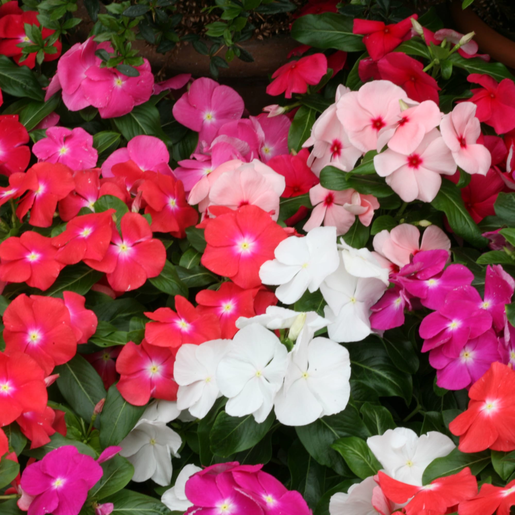 Cobra Mix | Syngenta Flowers