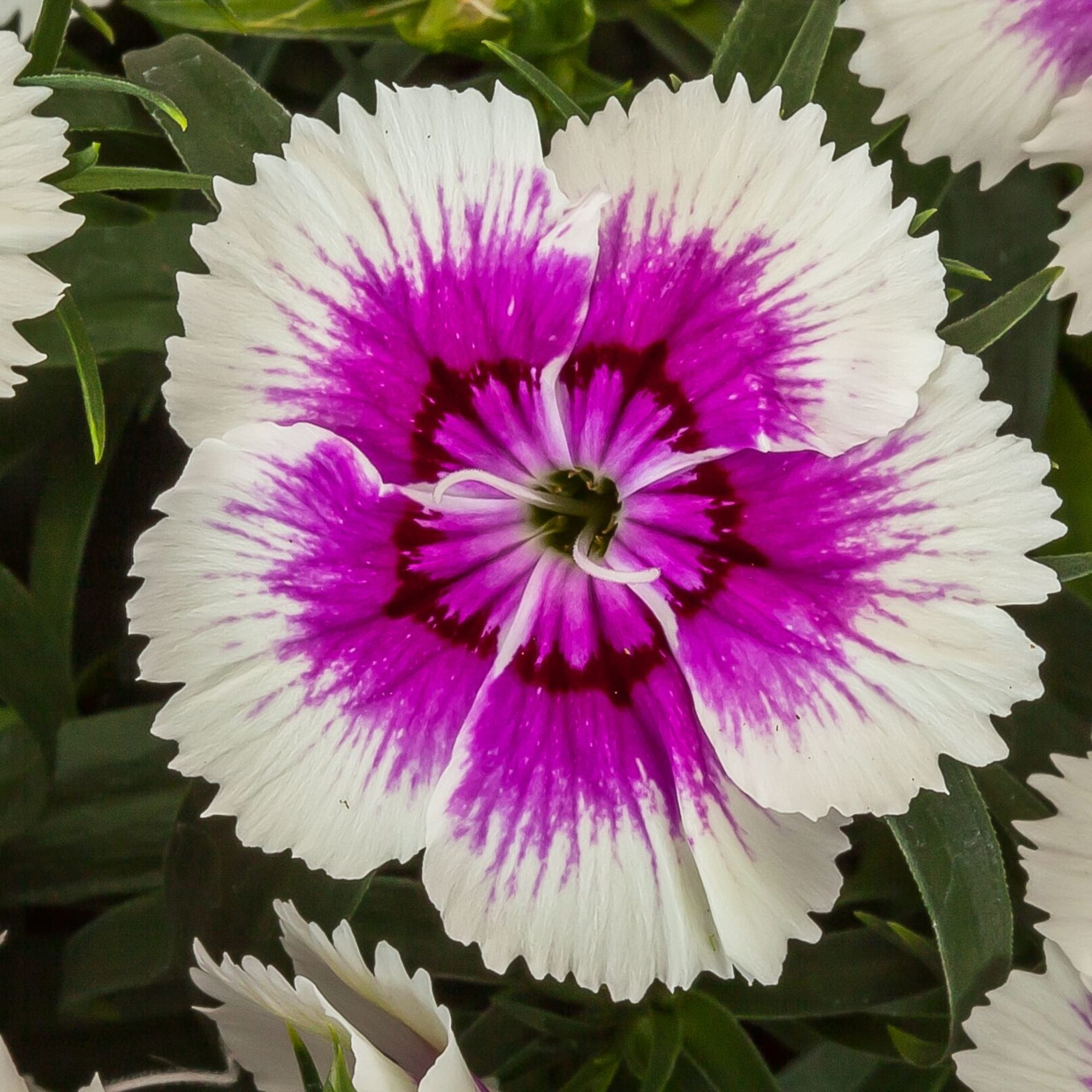 Elation Purple Ice | Syngenta Flowers