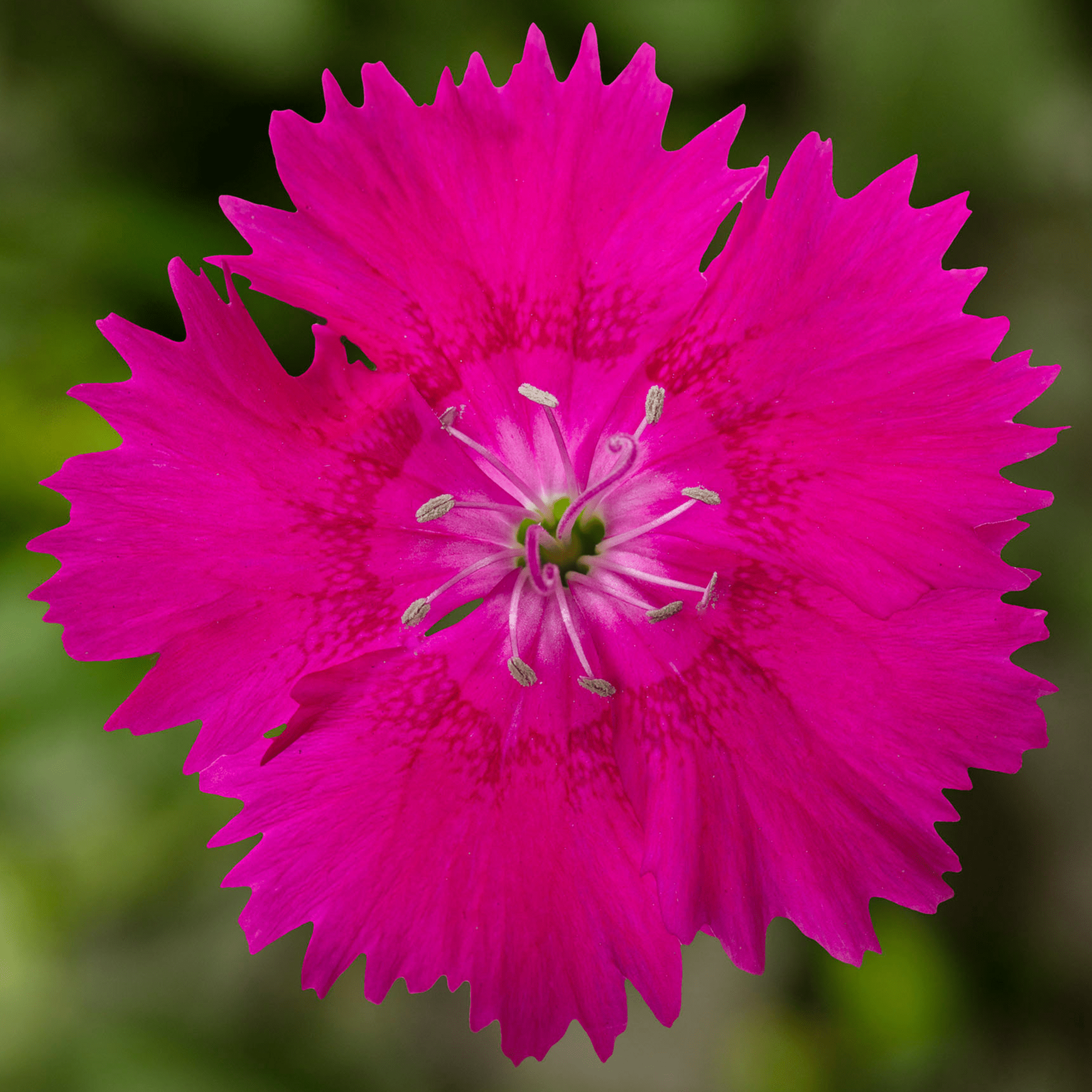 Elation Violet | Syngenta Flowers