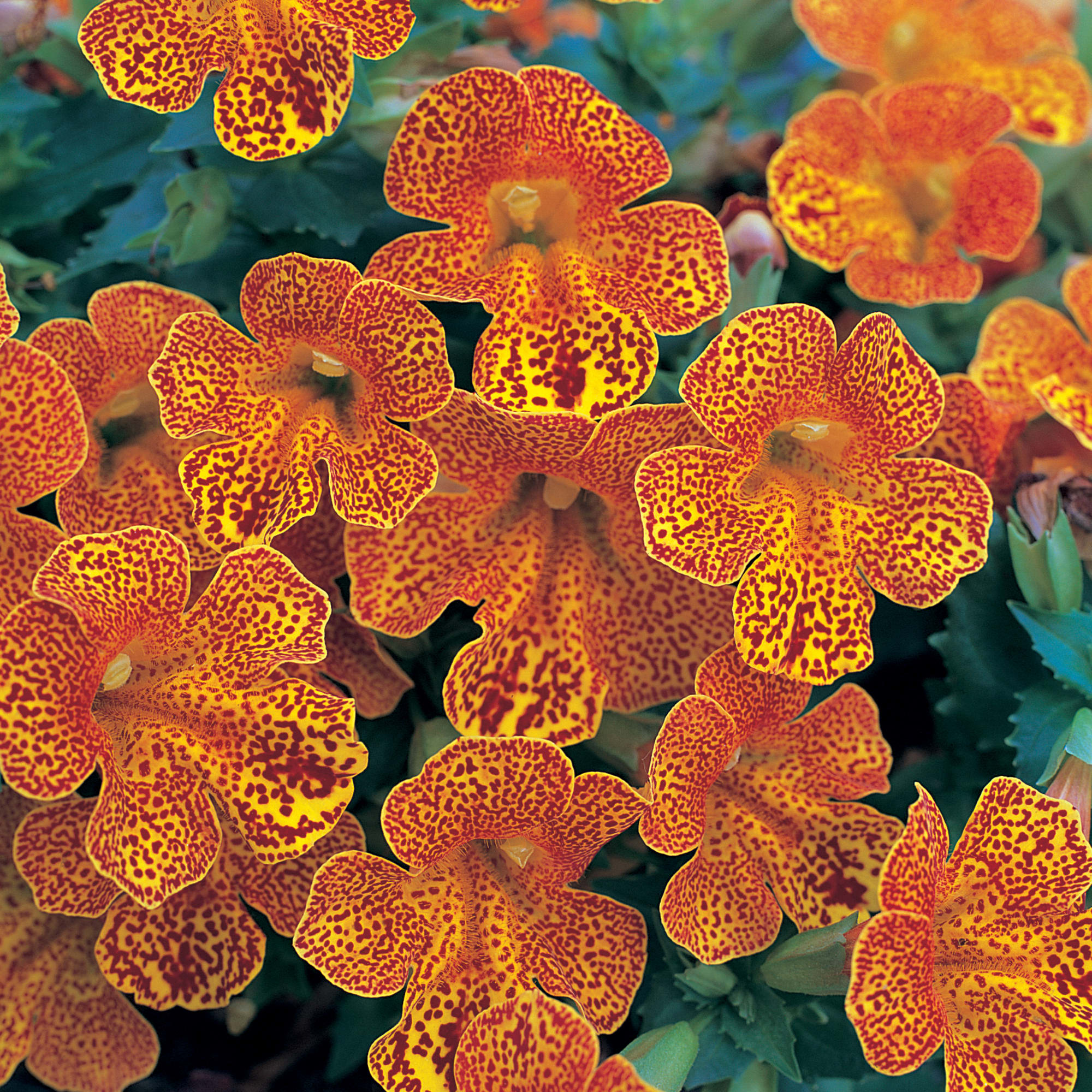 Magic Yellow Flame | Syngenta Flowers