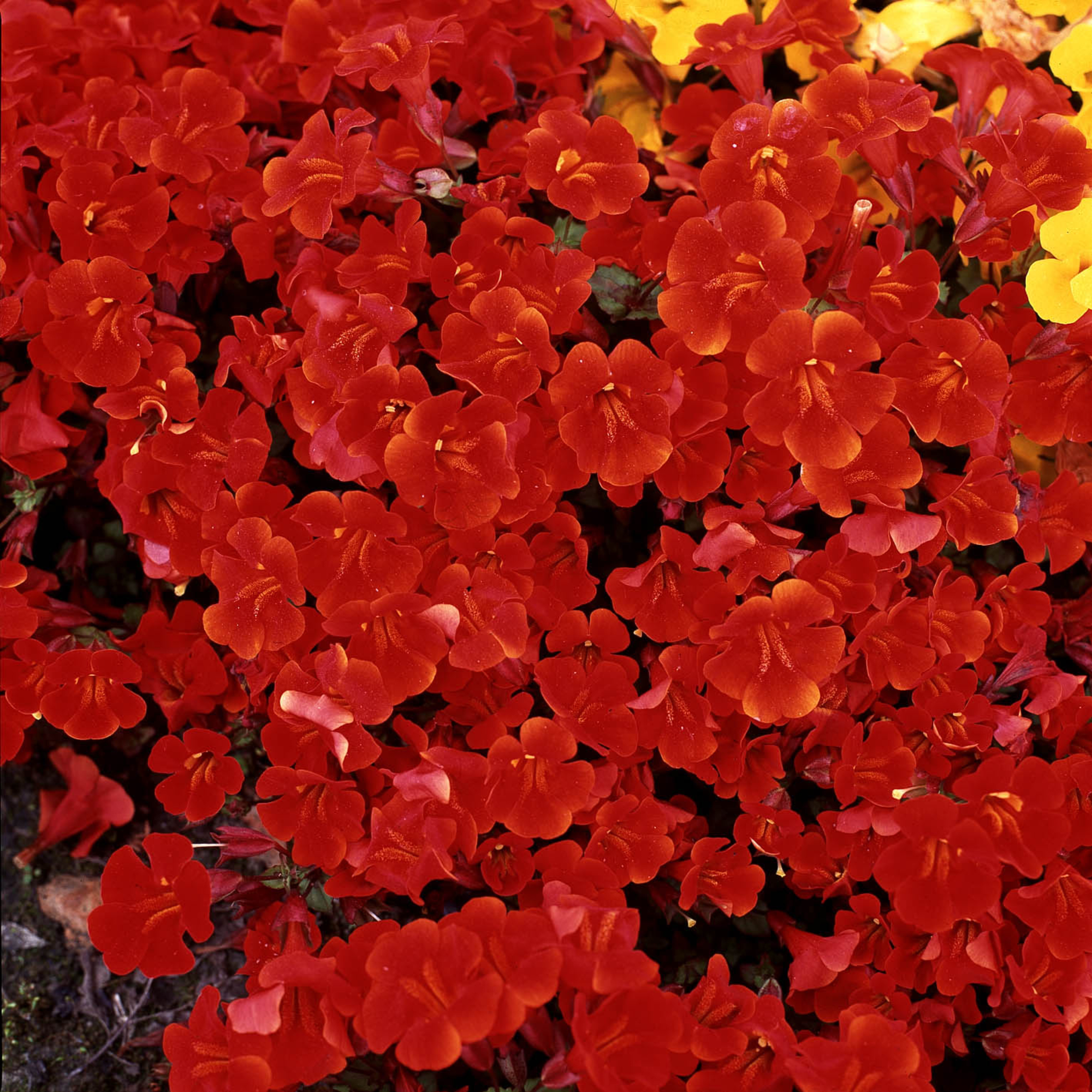 Magic Red | Syngenta Flowers