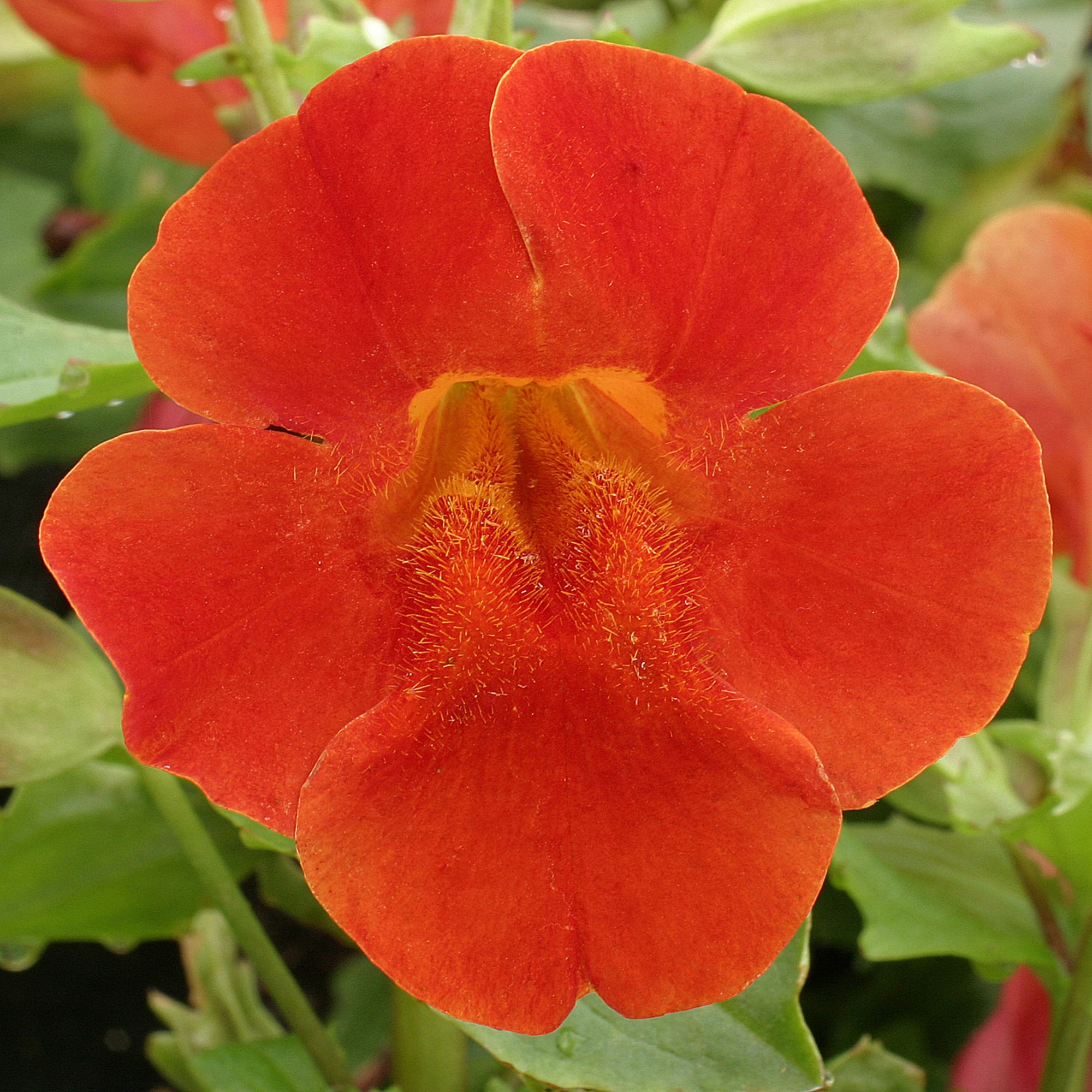 Maximus Red Shades | Syngenta Flowers