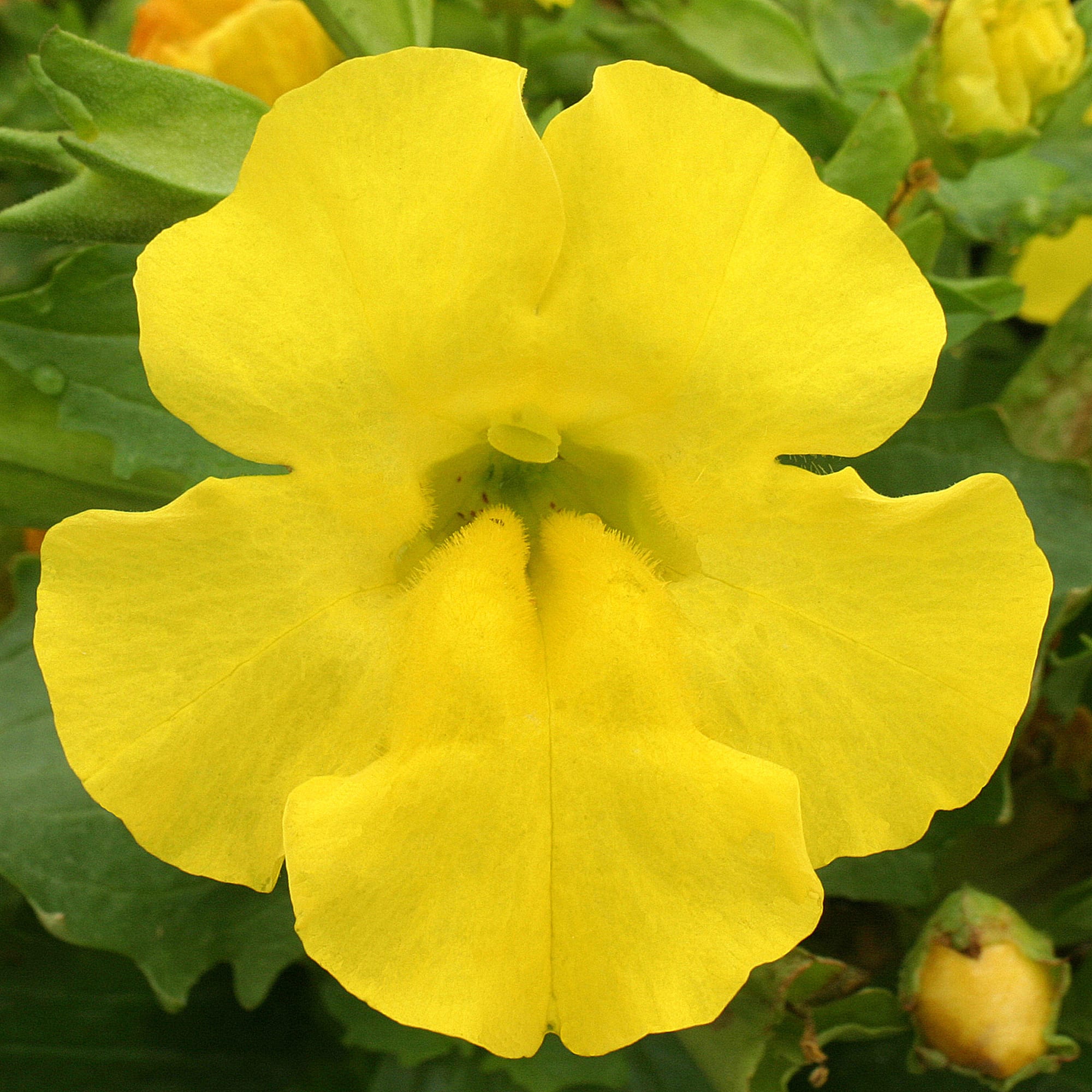 Maximus Yellow | Syngenta Flowers