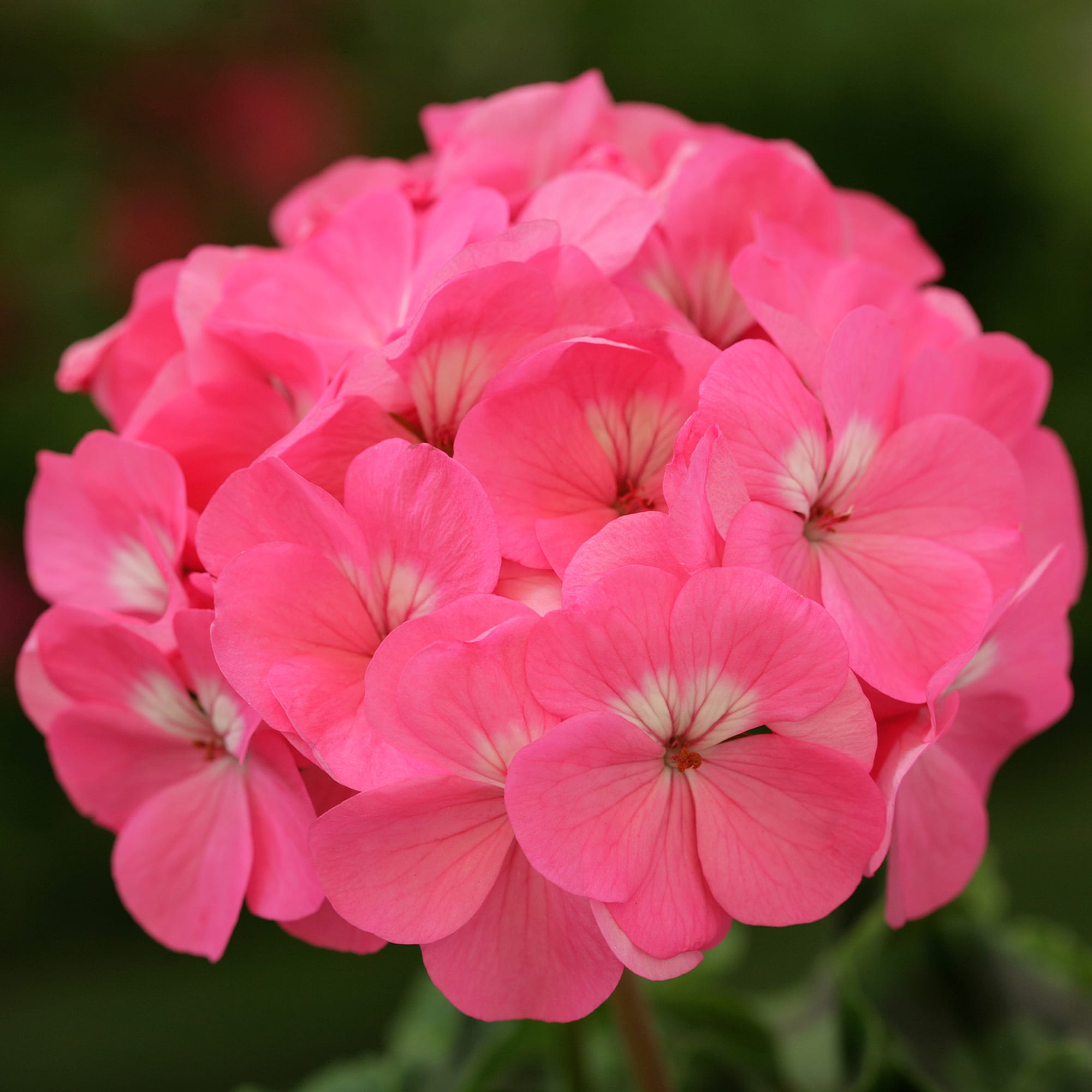 Dancer Deep Rose | Syngenta Flowers