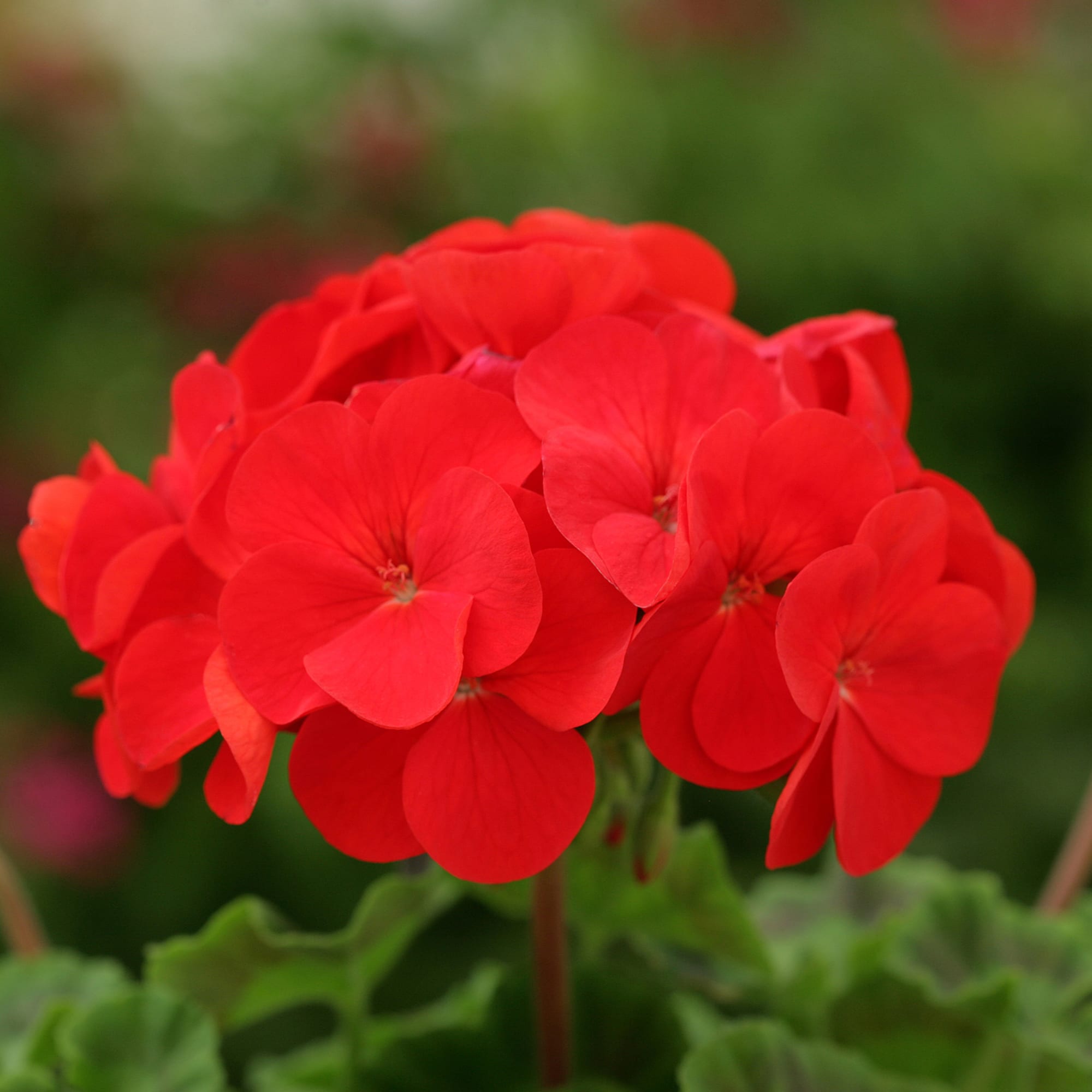 Dancer Red | Syngenta Flowers