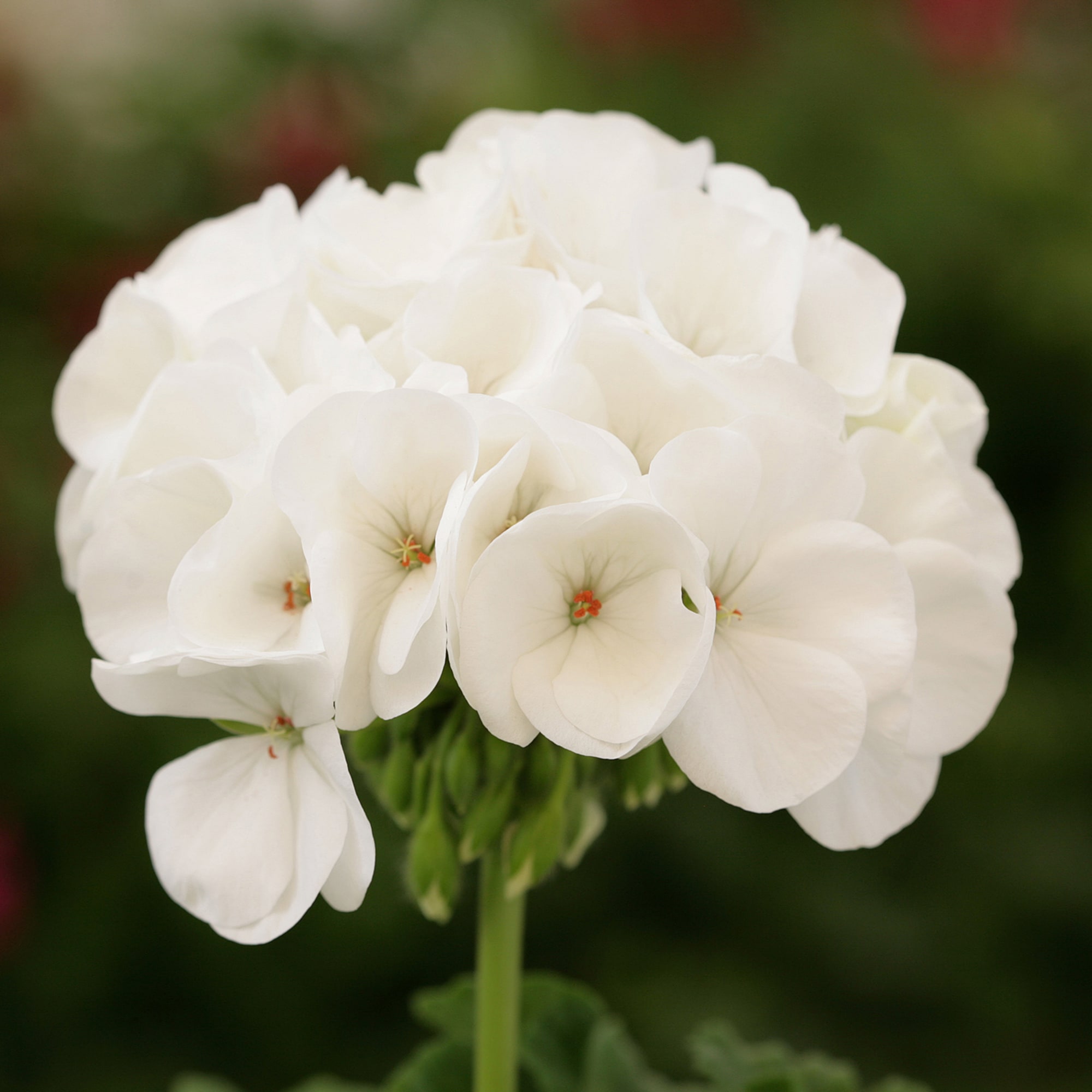 Dancer White | Syngenta Flowers
