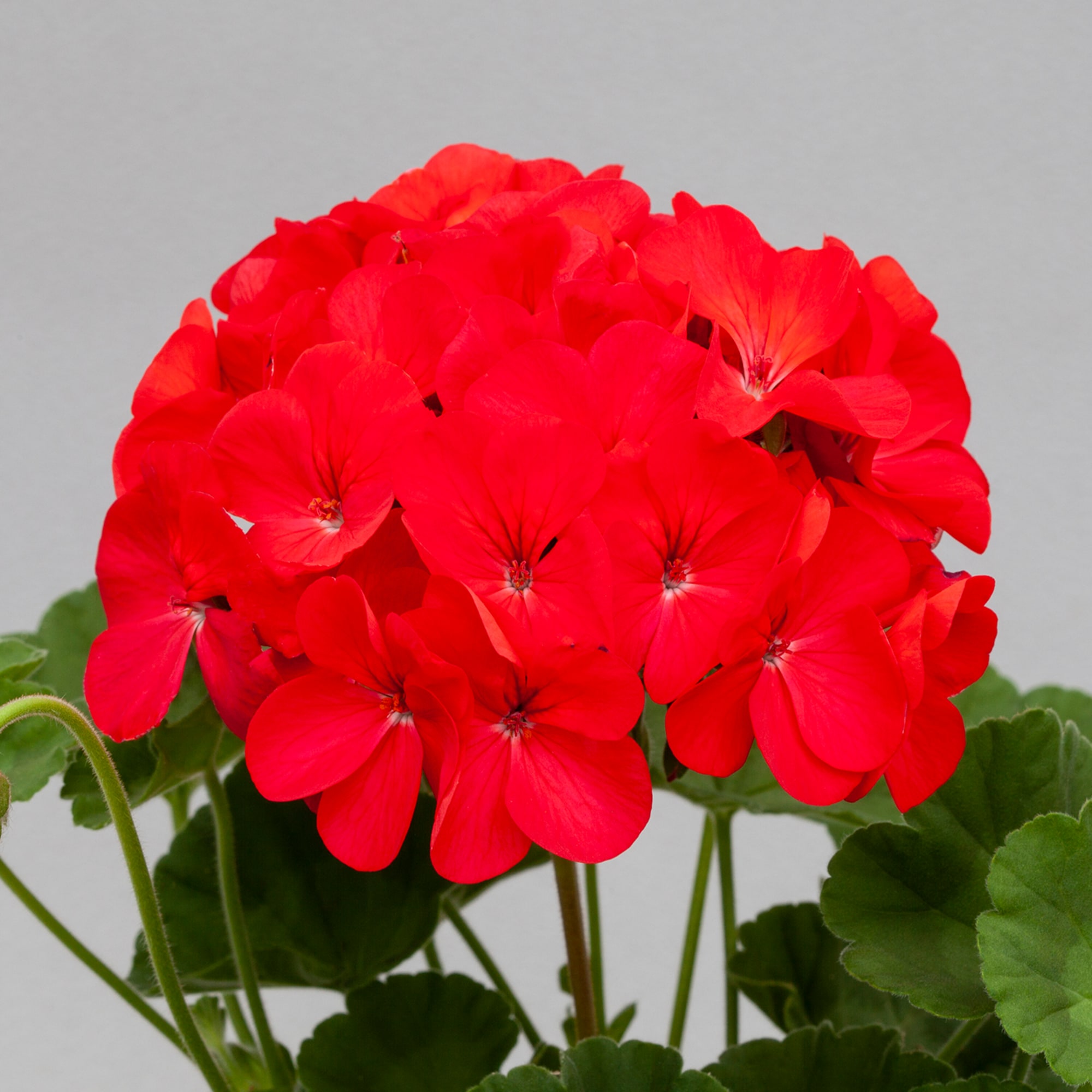 Horizon Scarlet | Syngenta Flowers