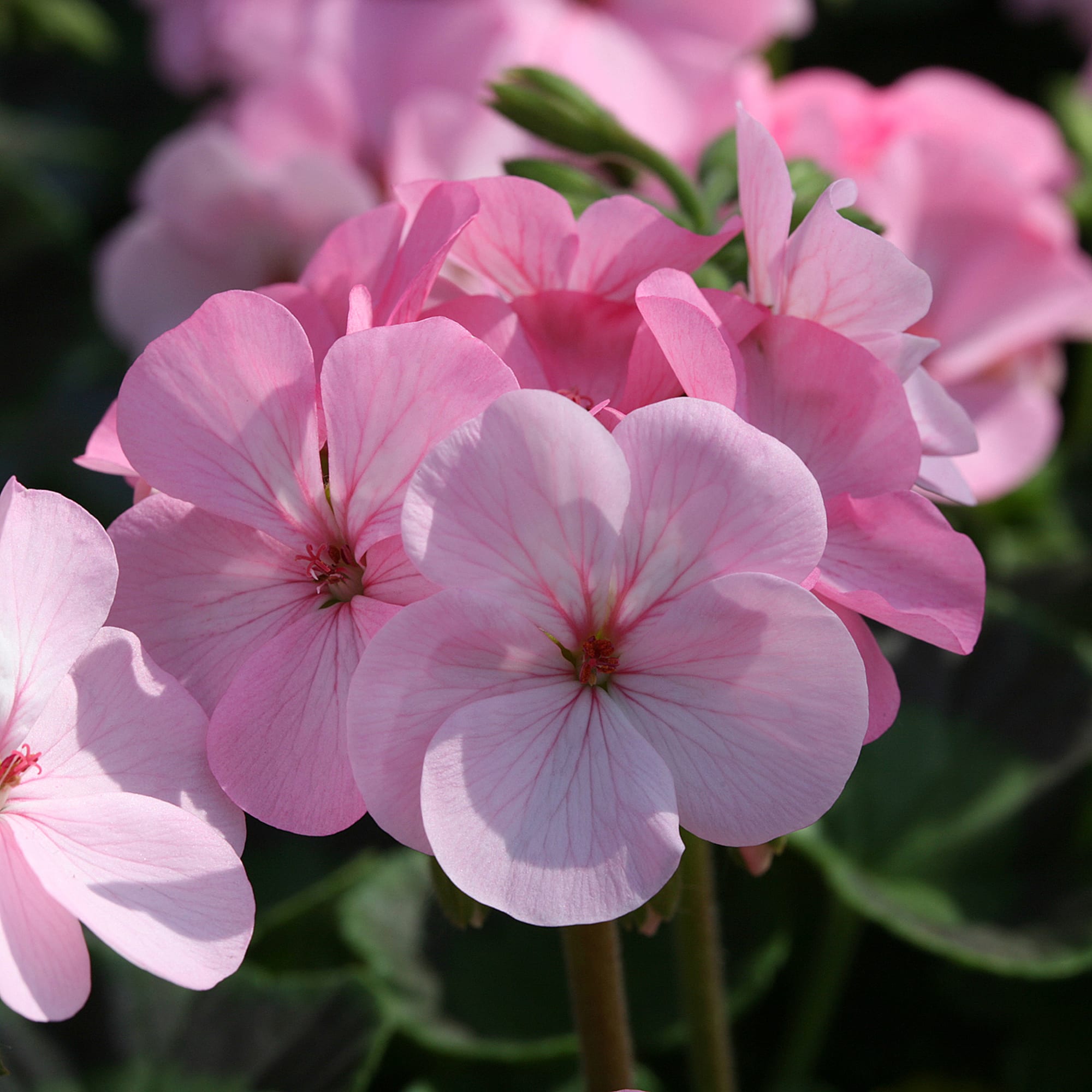 Inspire Appleblossom | Syngenta Flowers
