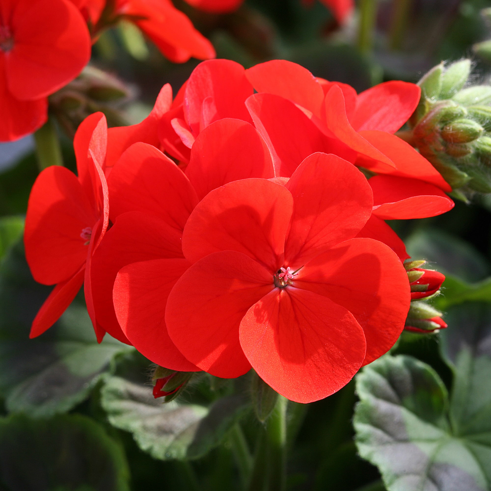 Inspire Scarlet | Syngenta Flowers