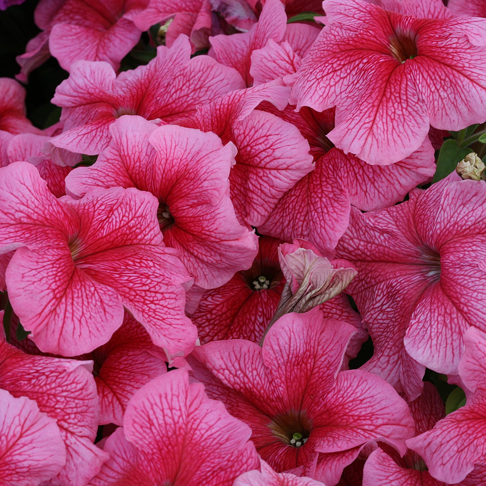 Prism Strawberry Sundae | Syngenta Flowers