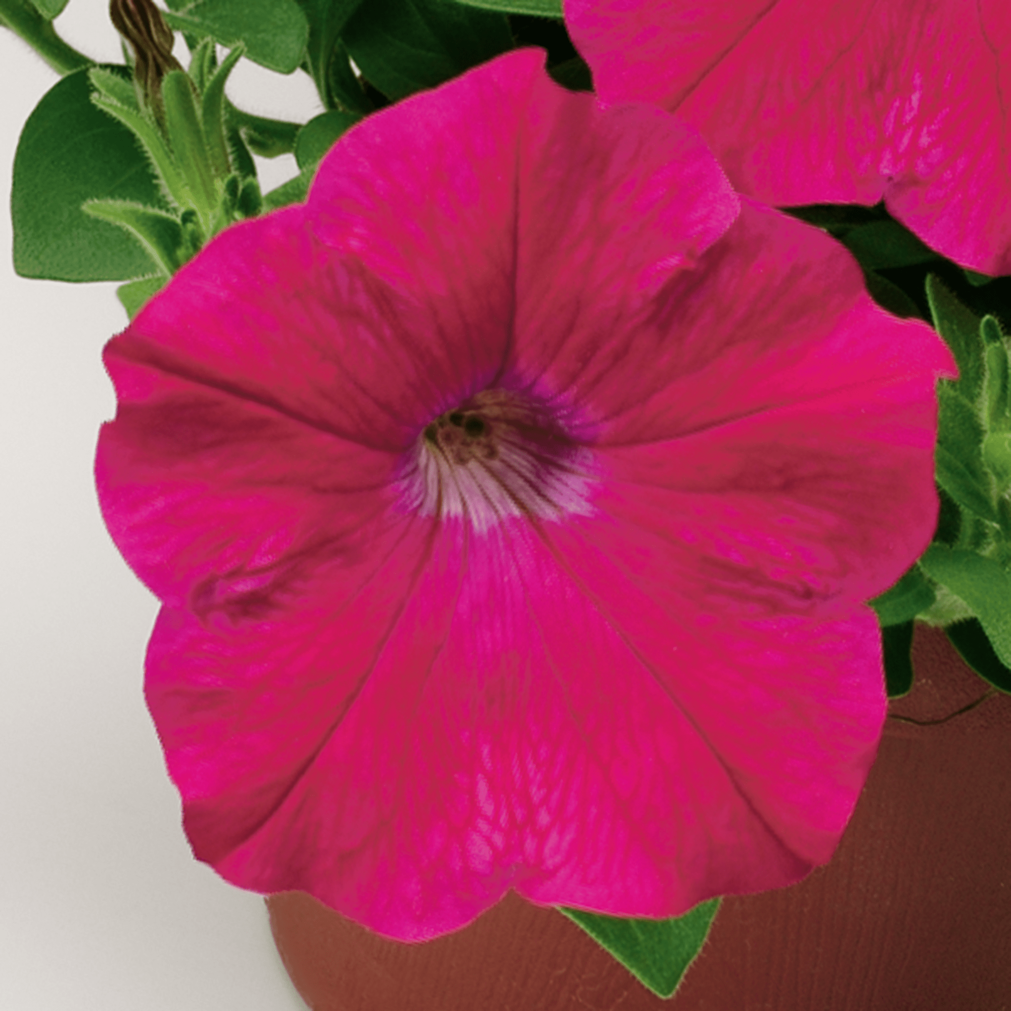 Hang Out Deep Rose | Syngenta Flowers