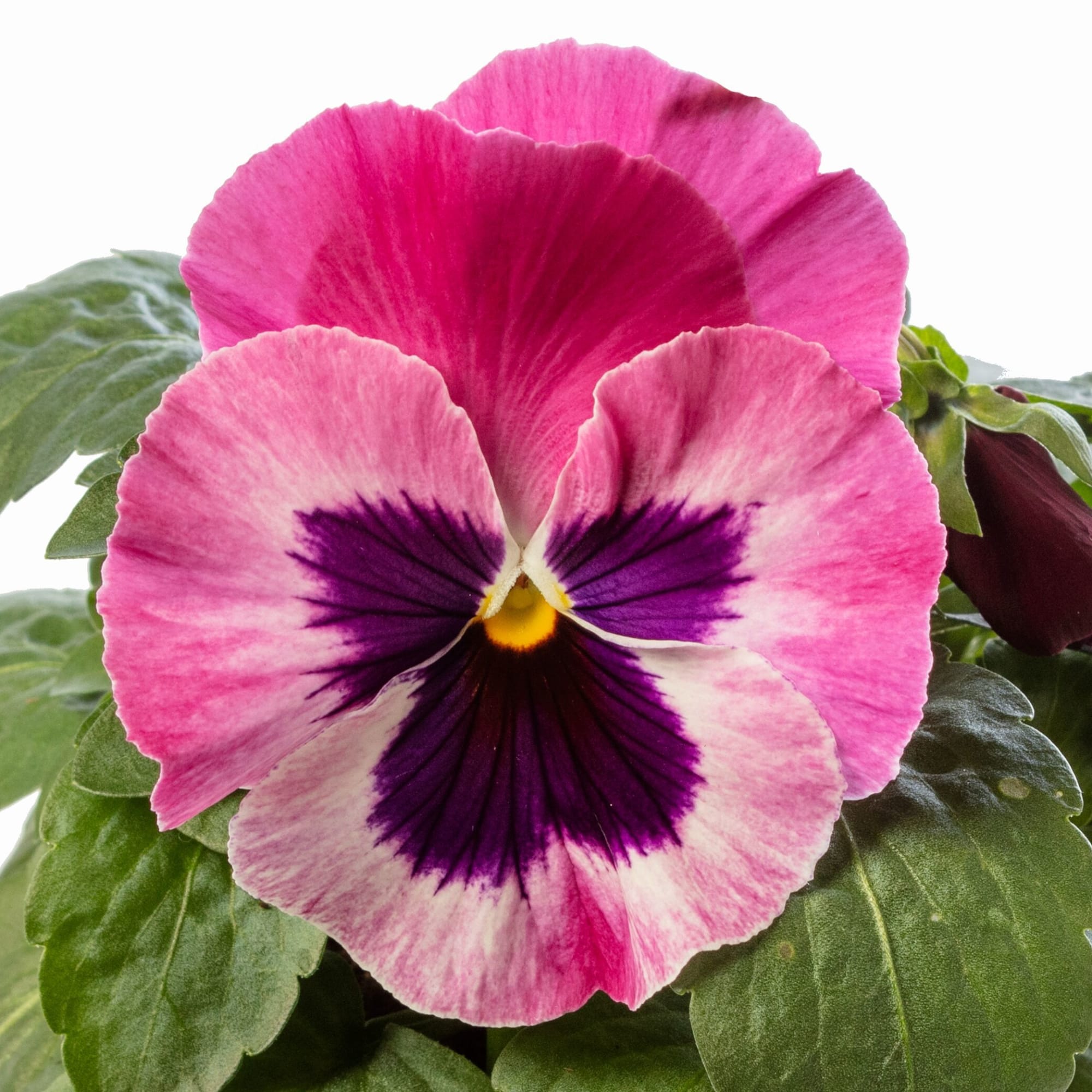 Pink Pansy Flower