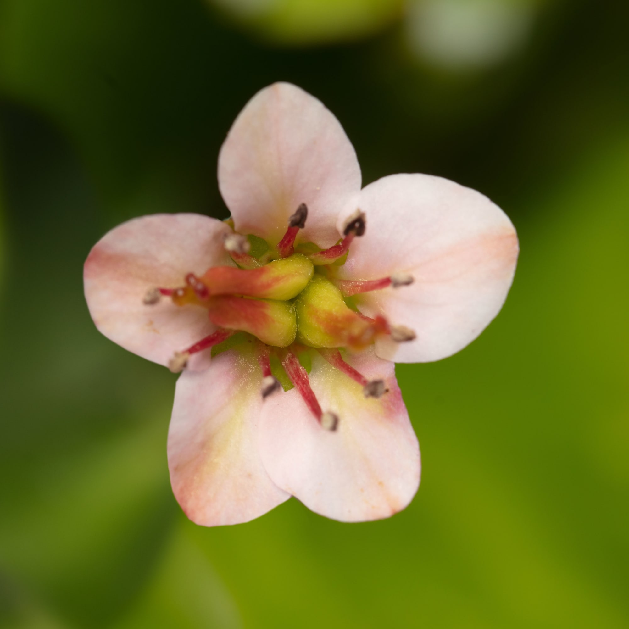 Shoeshine Appleblossom | Syngenta Flowers