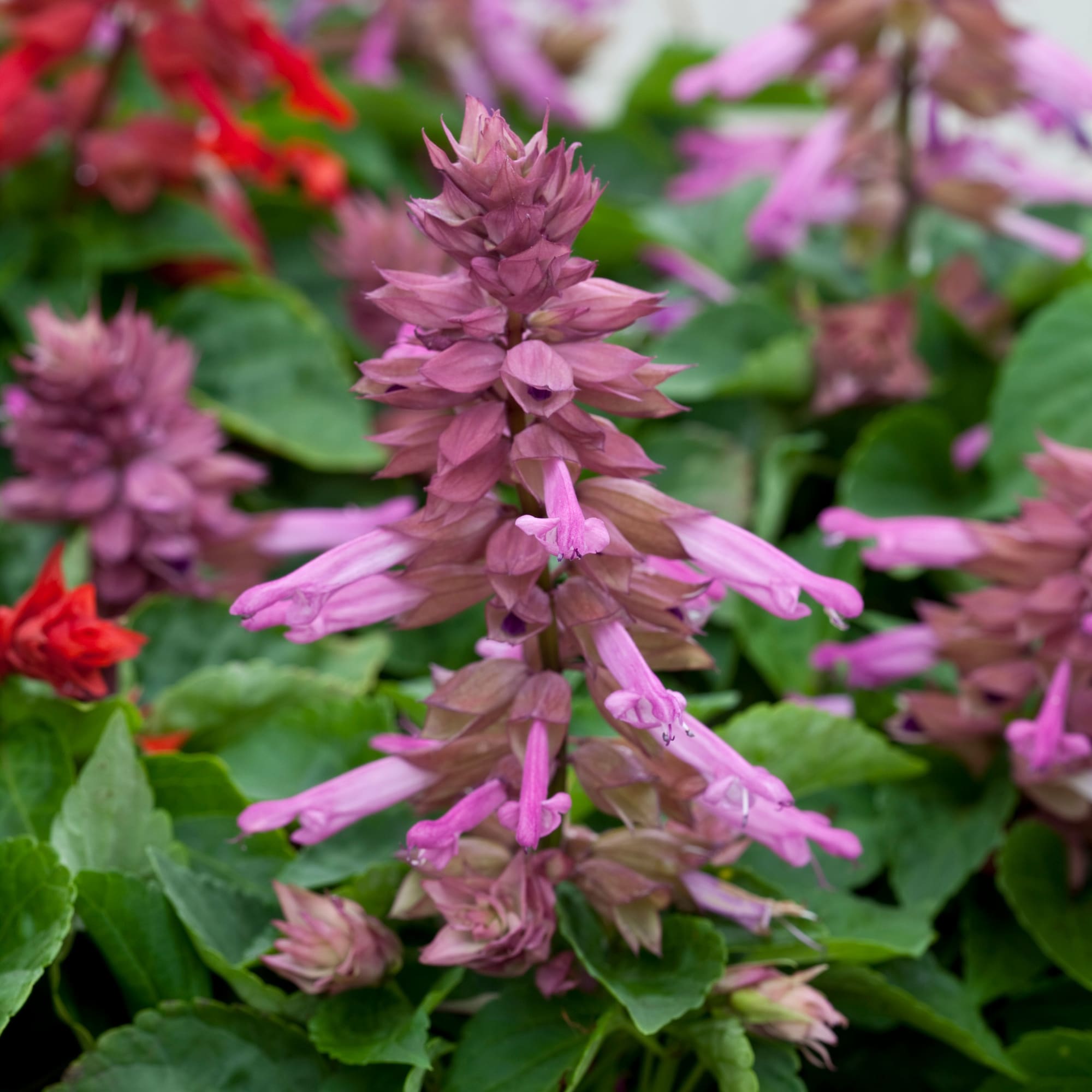 Sizzler Burgundy Halo | Syngenta Flowers