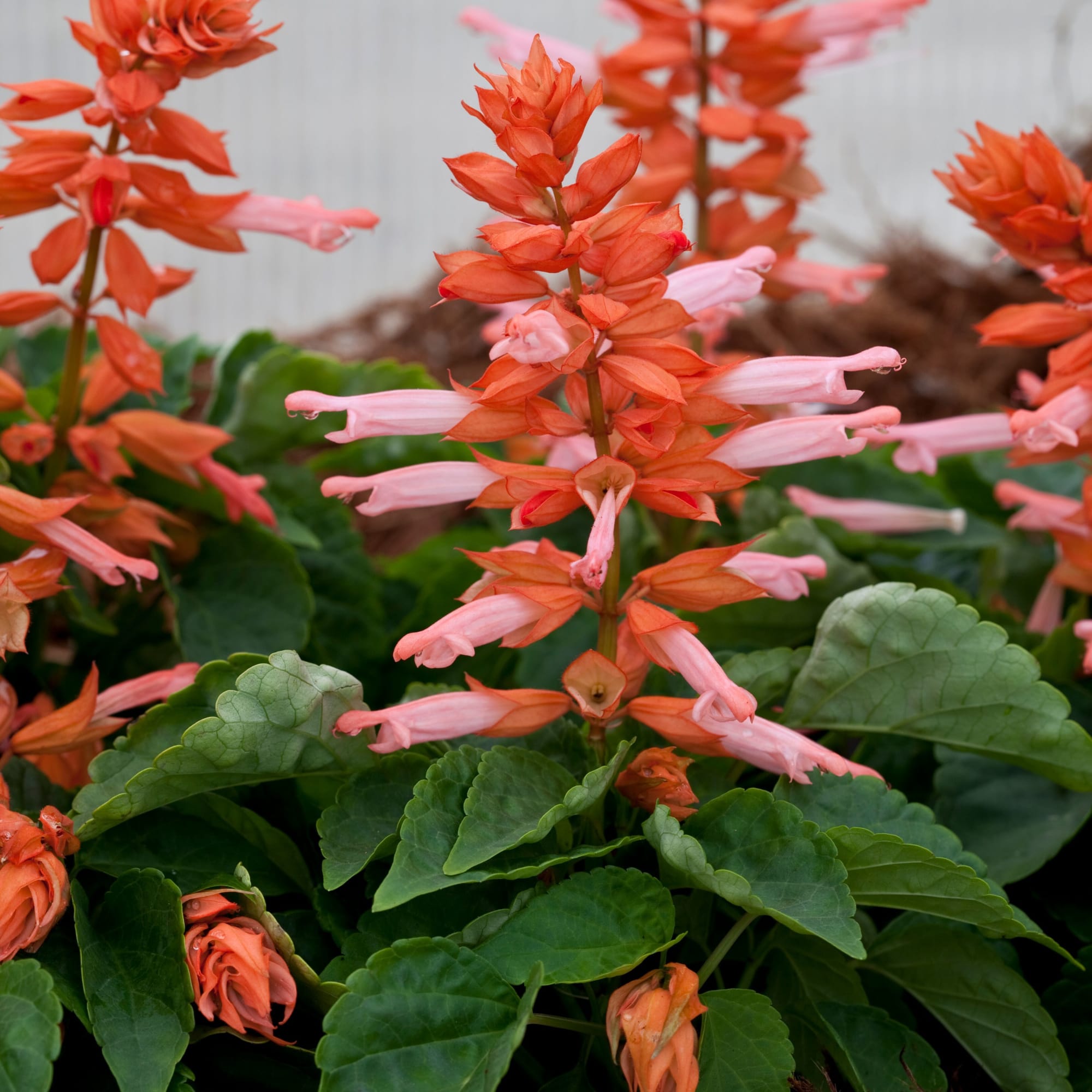 Sizzler Salmon | Syngenta Flowers