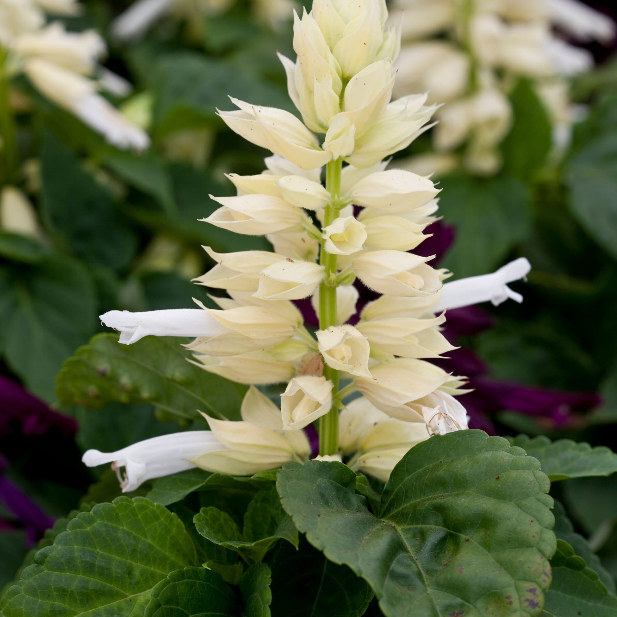 Sizzler Burgundy Halo | Syngenta Flowers