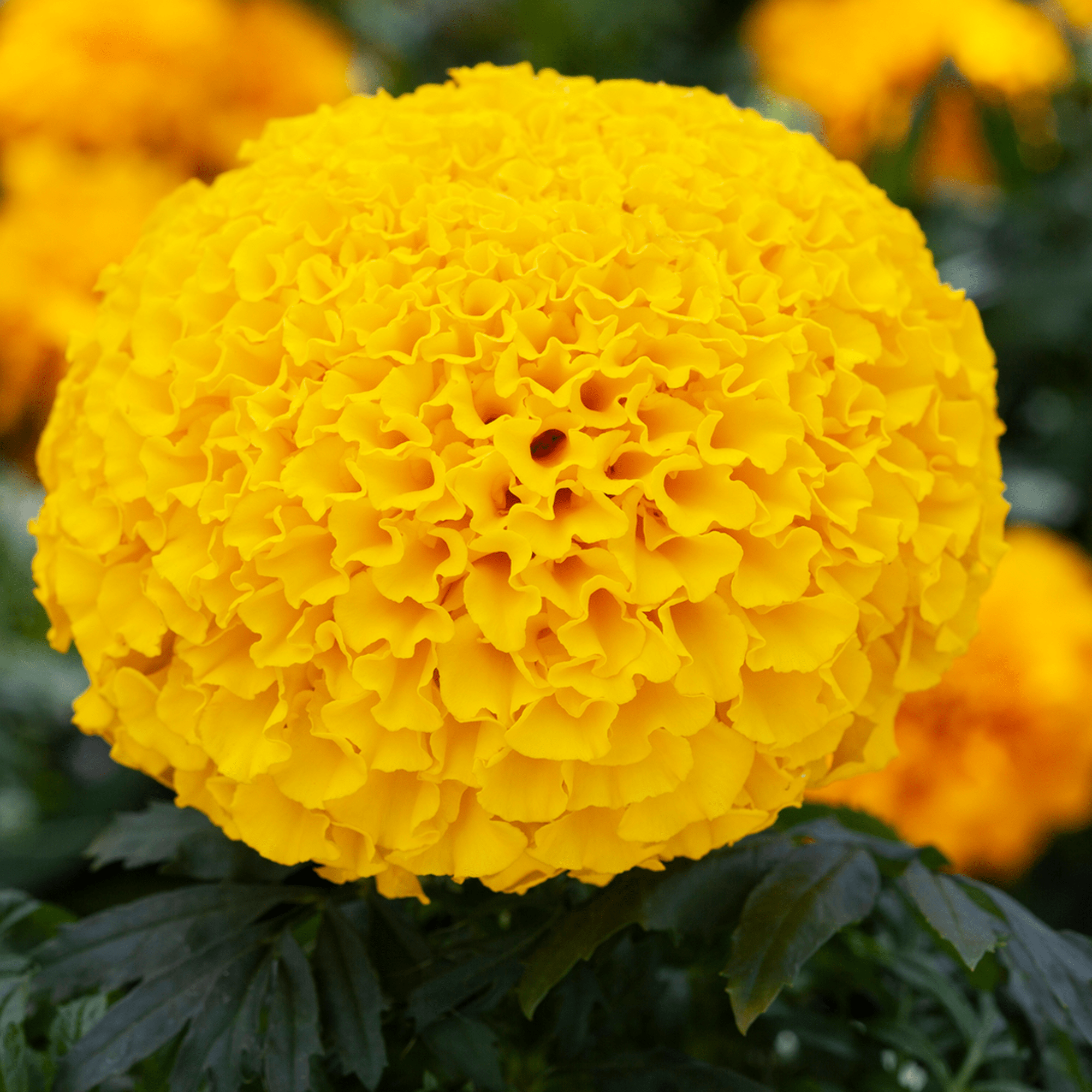 Cheerleader Gold | Syngenta Flowers