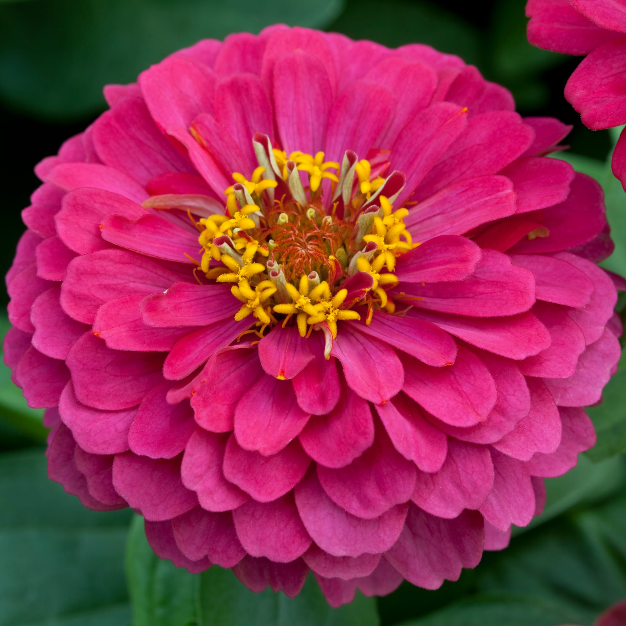 Juliette Rose Shades | Syngenta Flowers