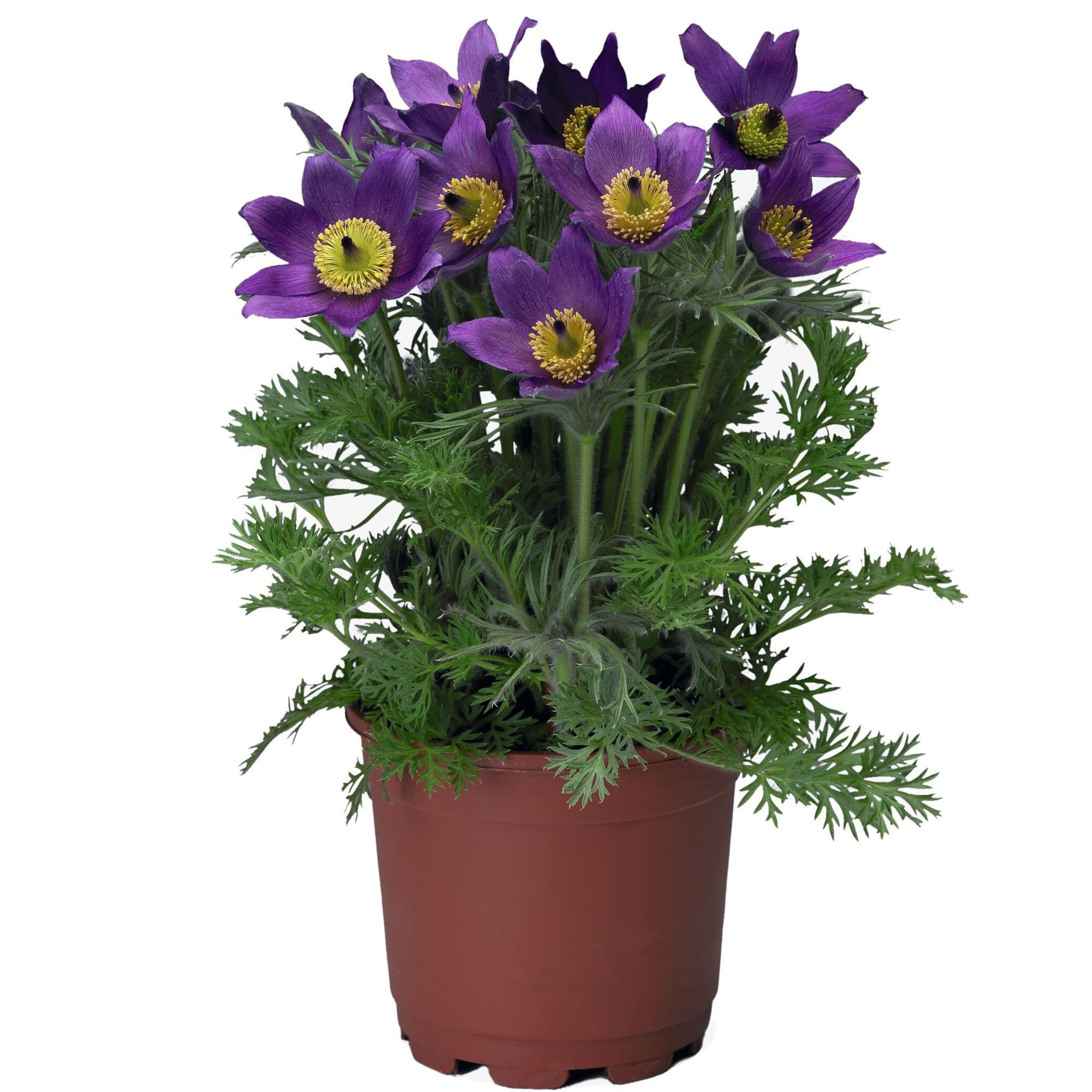 Pinwheel Blue Violet Shades | Syngenta Flowers