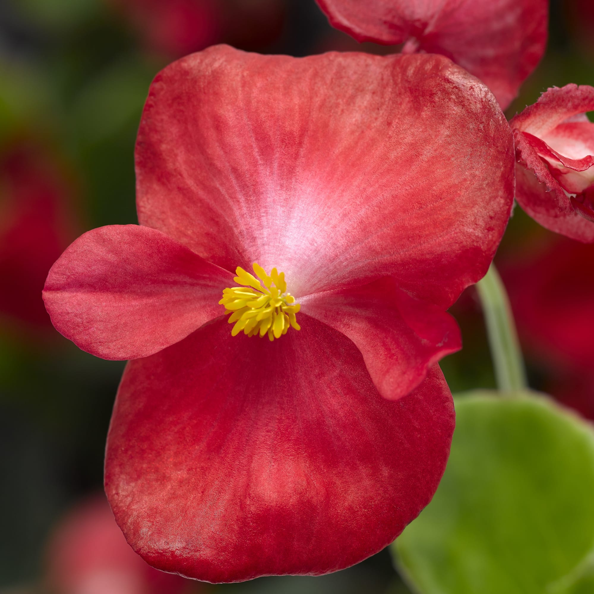 Bada Bing Rose Bicolor | Syngenta Flowers